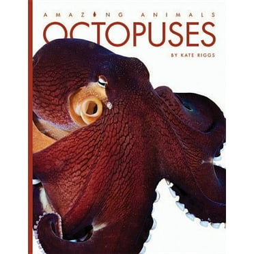 Caring for Hermit Crabs : A 4D Book - Walmart.com