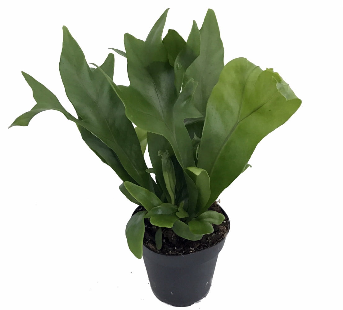 Amazing Emerald Green Flame Fern - 4" Pot - Microsorum - Walmart.com