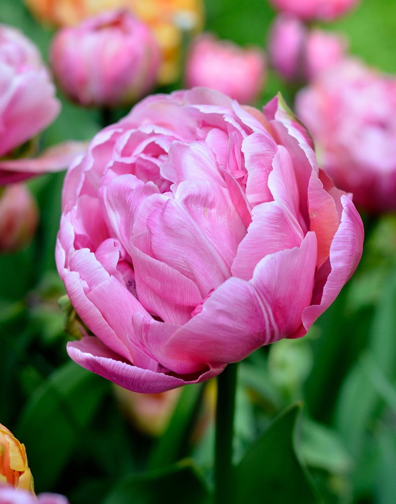 Amazing Grace Peony Flowering Double Tulip - 6 Rose Pink Bulbs for ...