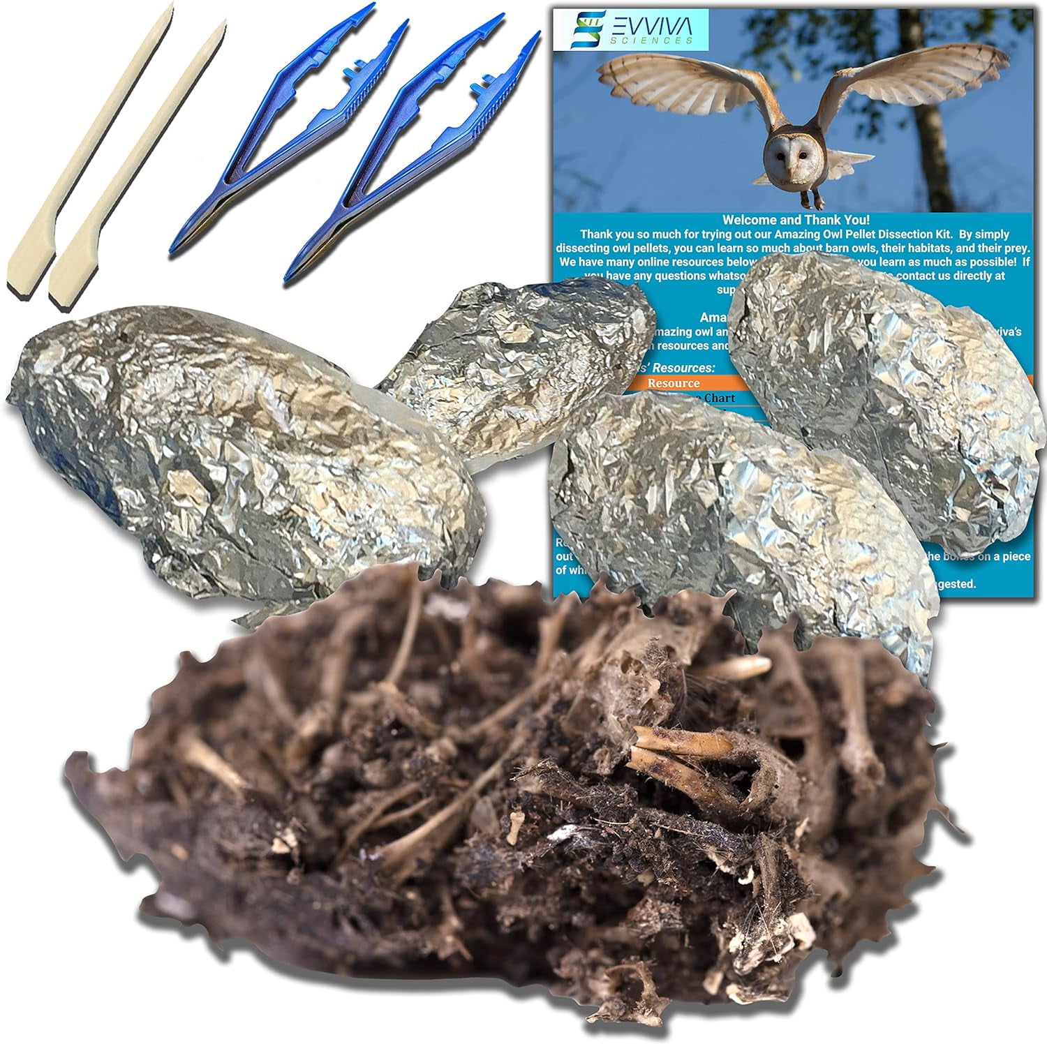 Owl Pellets Dissection
