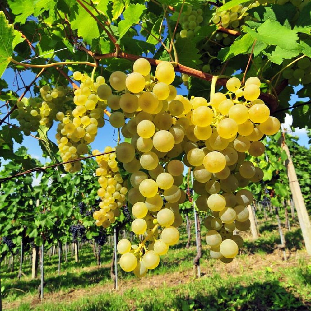 Amazing Pixie Riesling Grape Vine Plant -2.5" Pot- World's 1st Dwarf ...