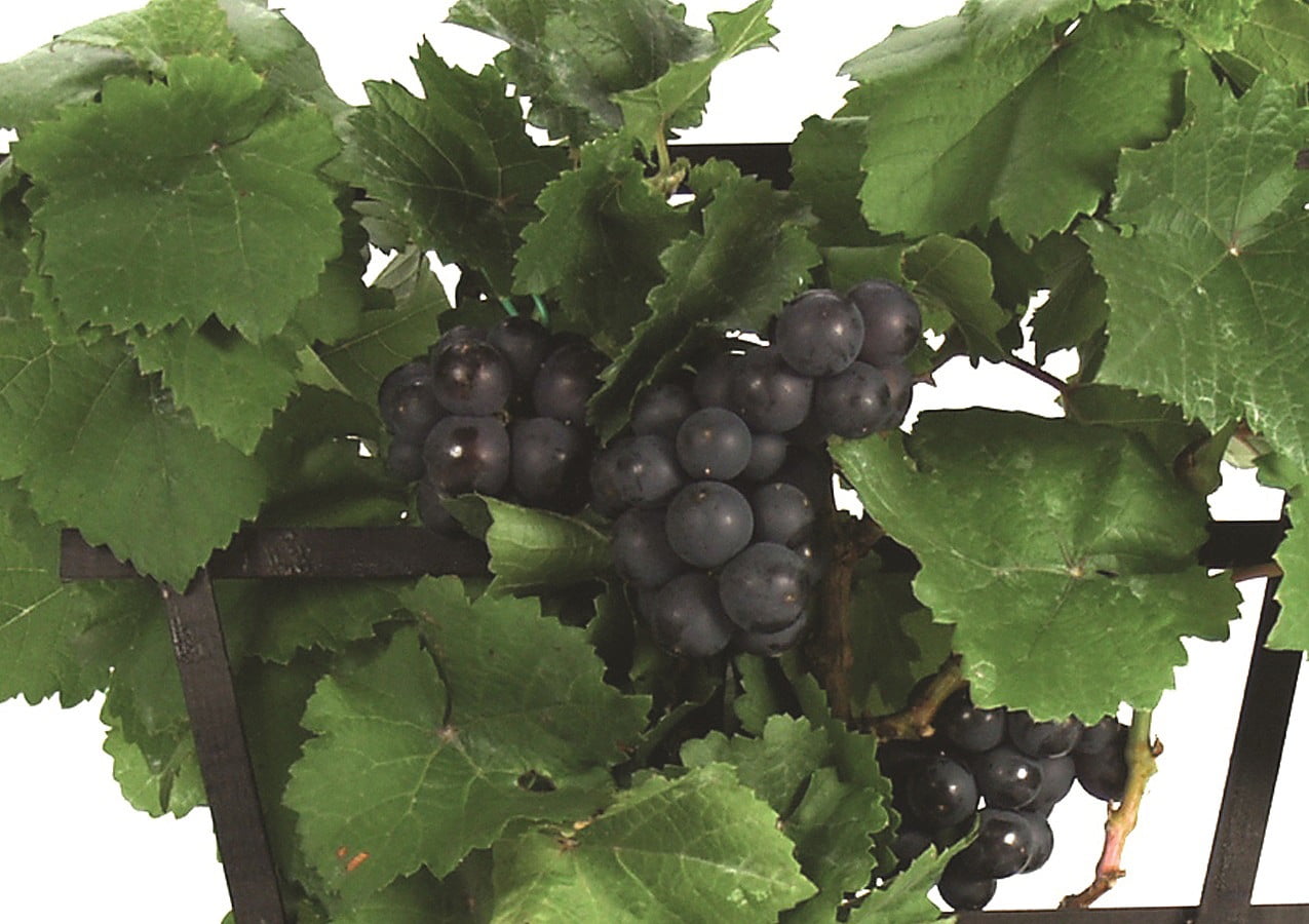 Amazing Pixie Pinot Meunier Grape Vine Plant -2.5" Pot- World's 1st ...