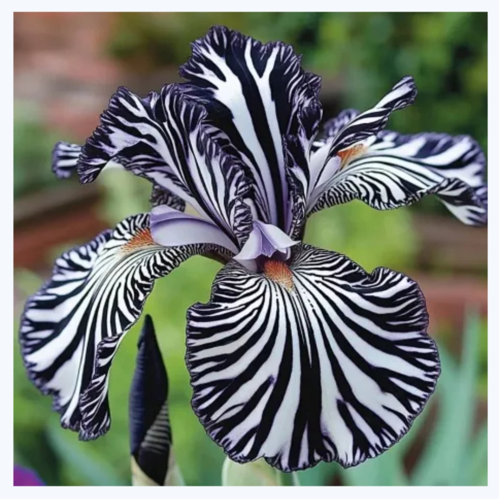 Amazing decoration-/--Iris rhizome-/--garden beautification-fast ...