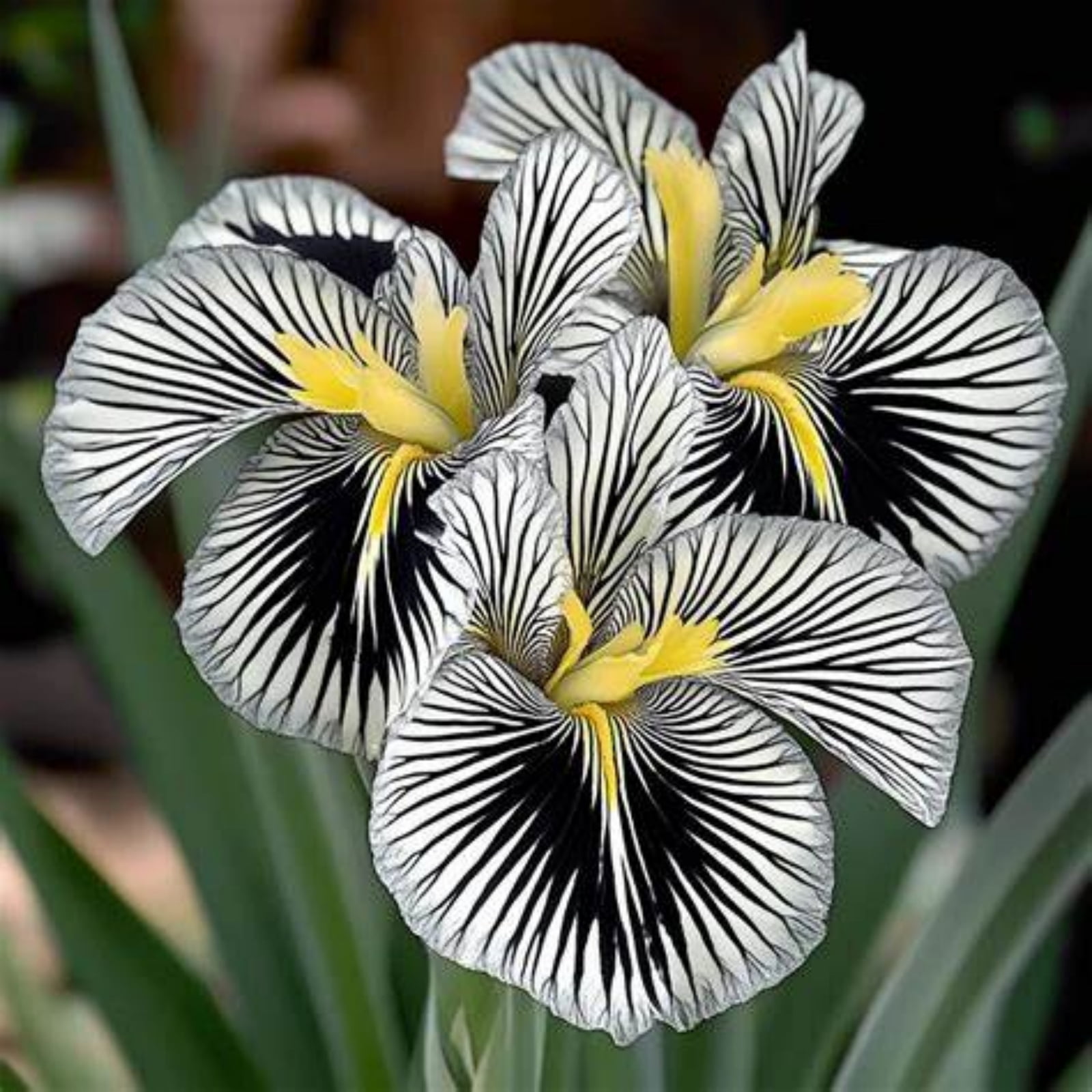 Amazing decoration---Iris rhizome---garden beautification-fast growing ...