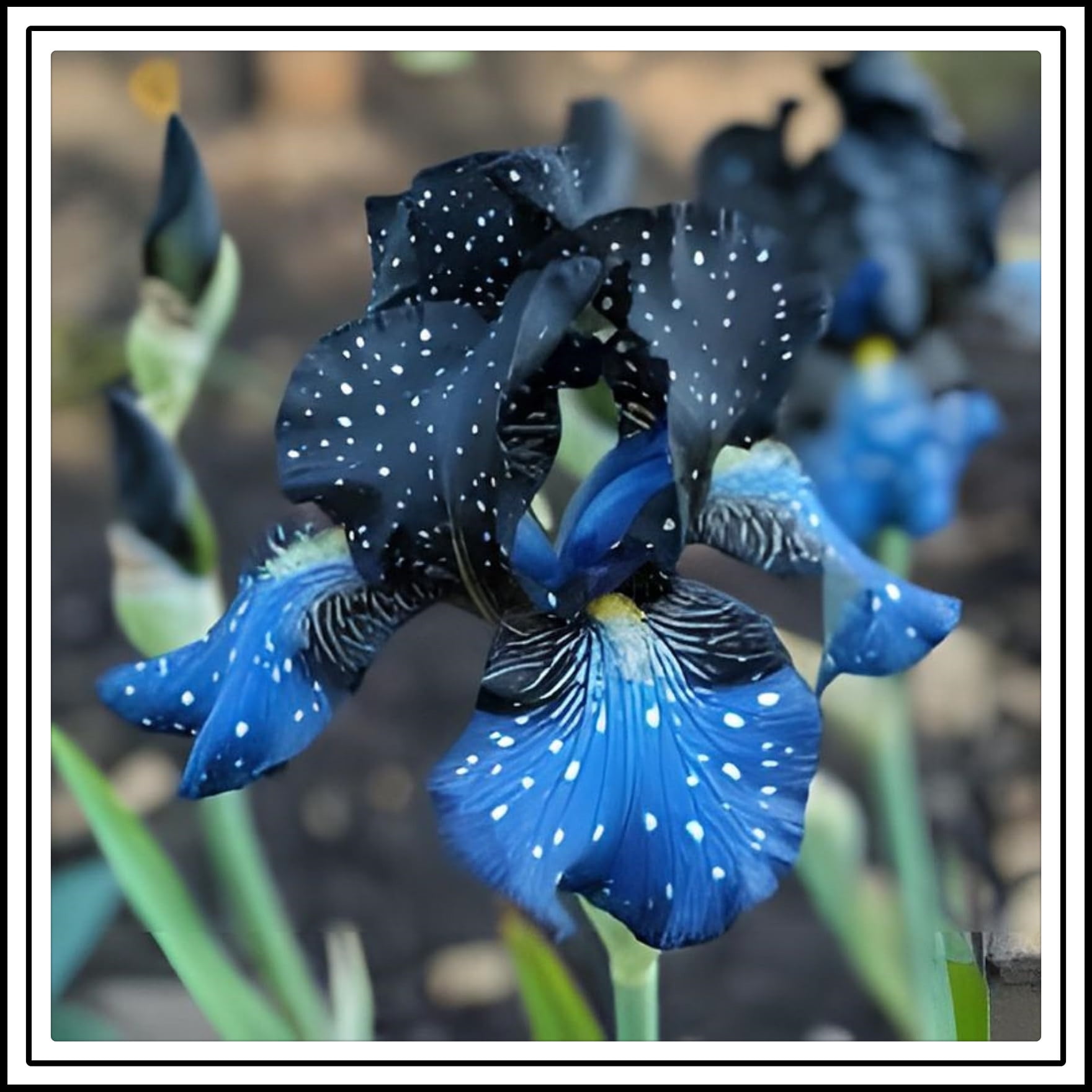 Amazing decoration-/--Iris rhizome-/--garden beautification-fast ...