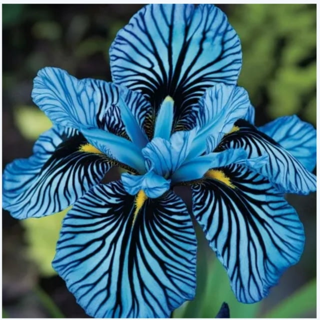 Amazing decoration---Iris rhizome---garden beautification-fast growing ...
