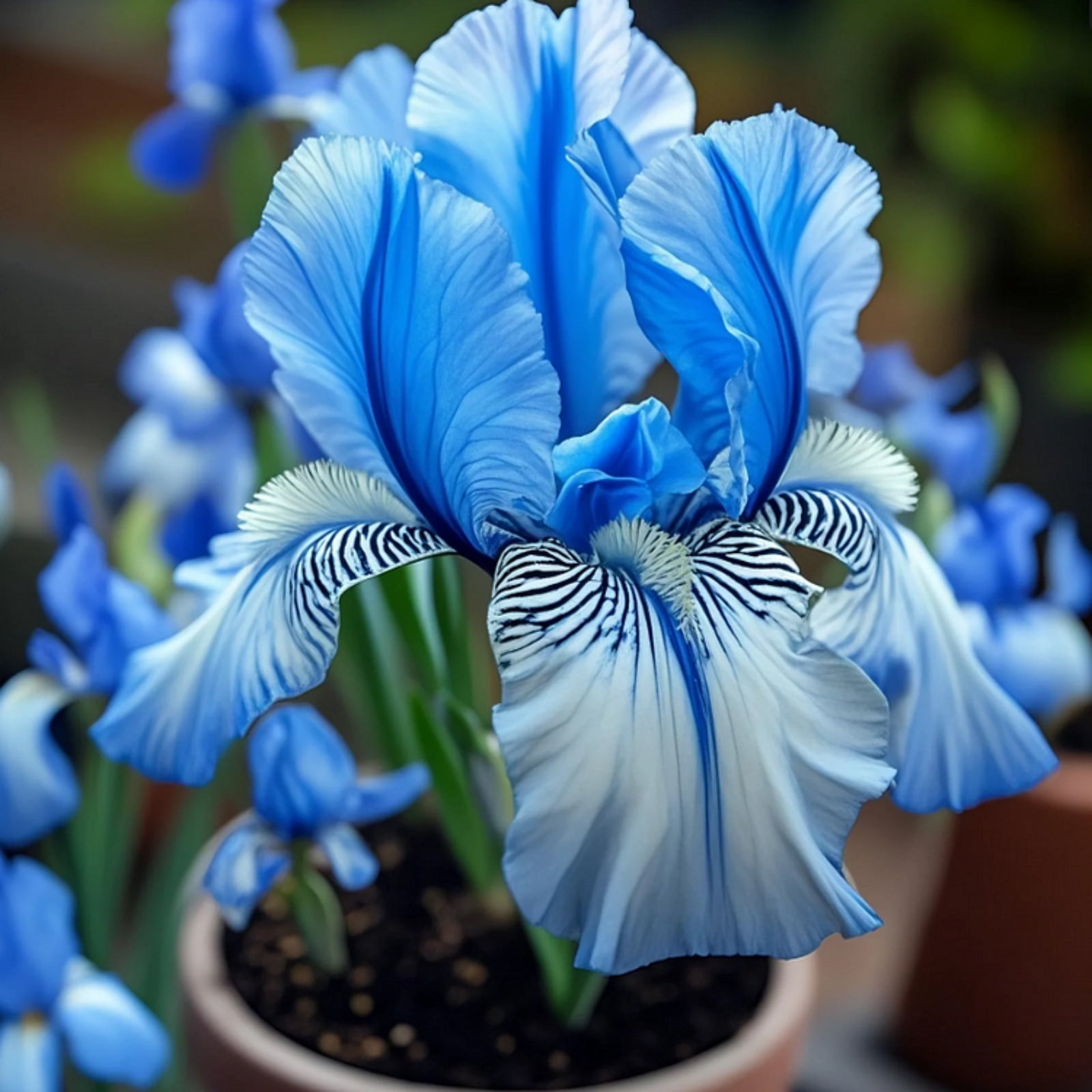 Amazing decoration-/--Iris rhizome-/--garden beautification-fast ...