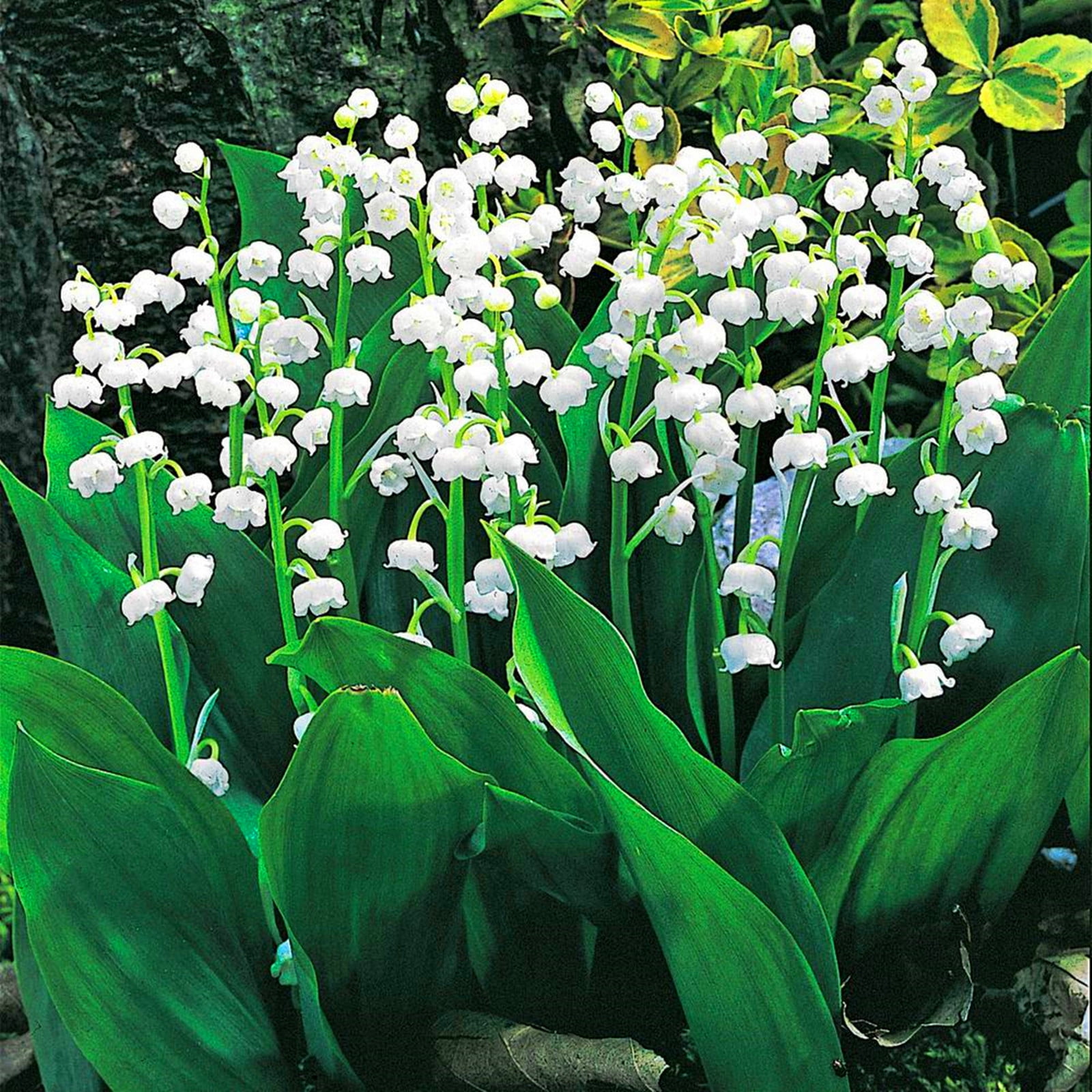 Amazing decoration----Lily of the valley rhizome----garden ...