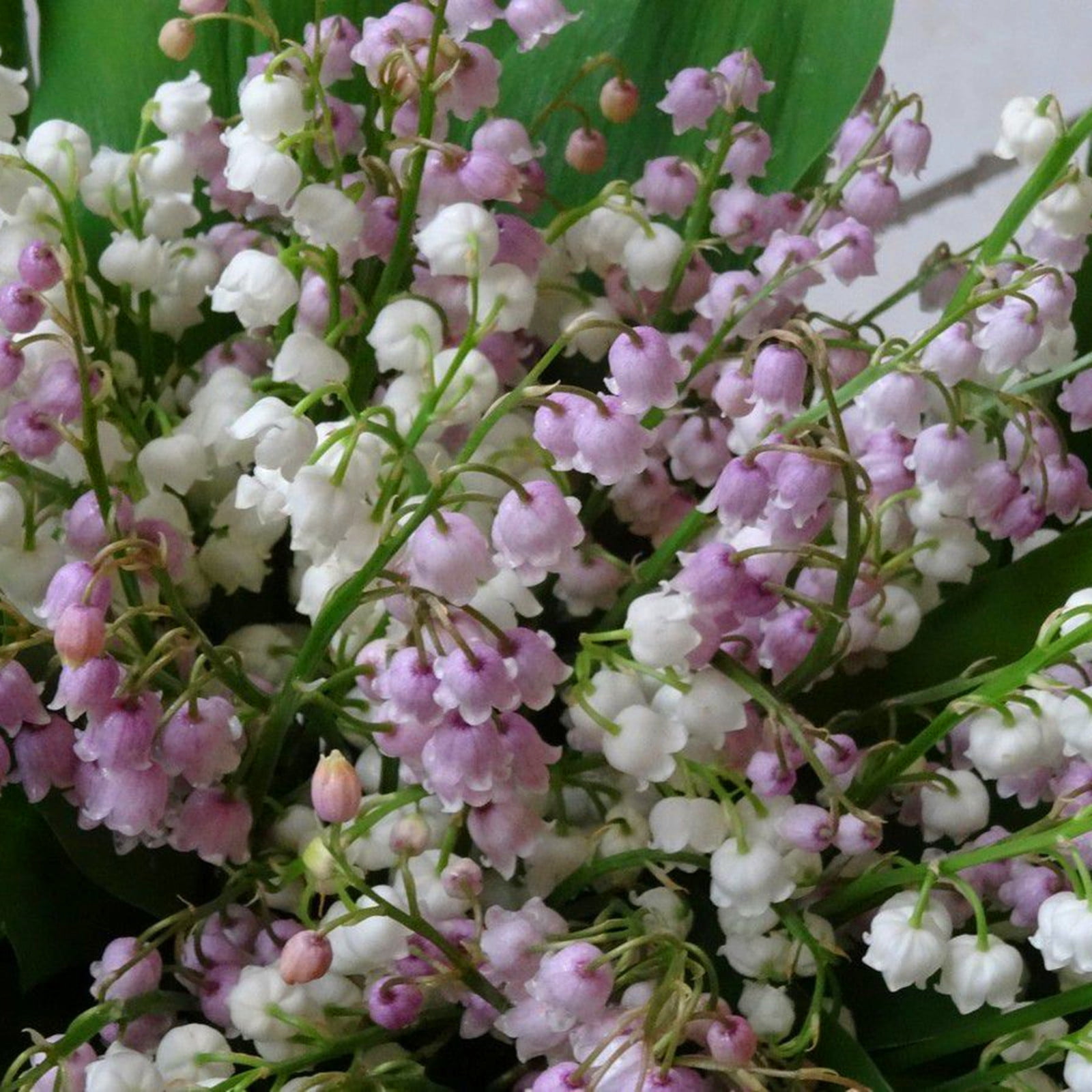 Amazing decoration----Lily of the valley rhizome----garden ...