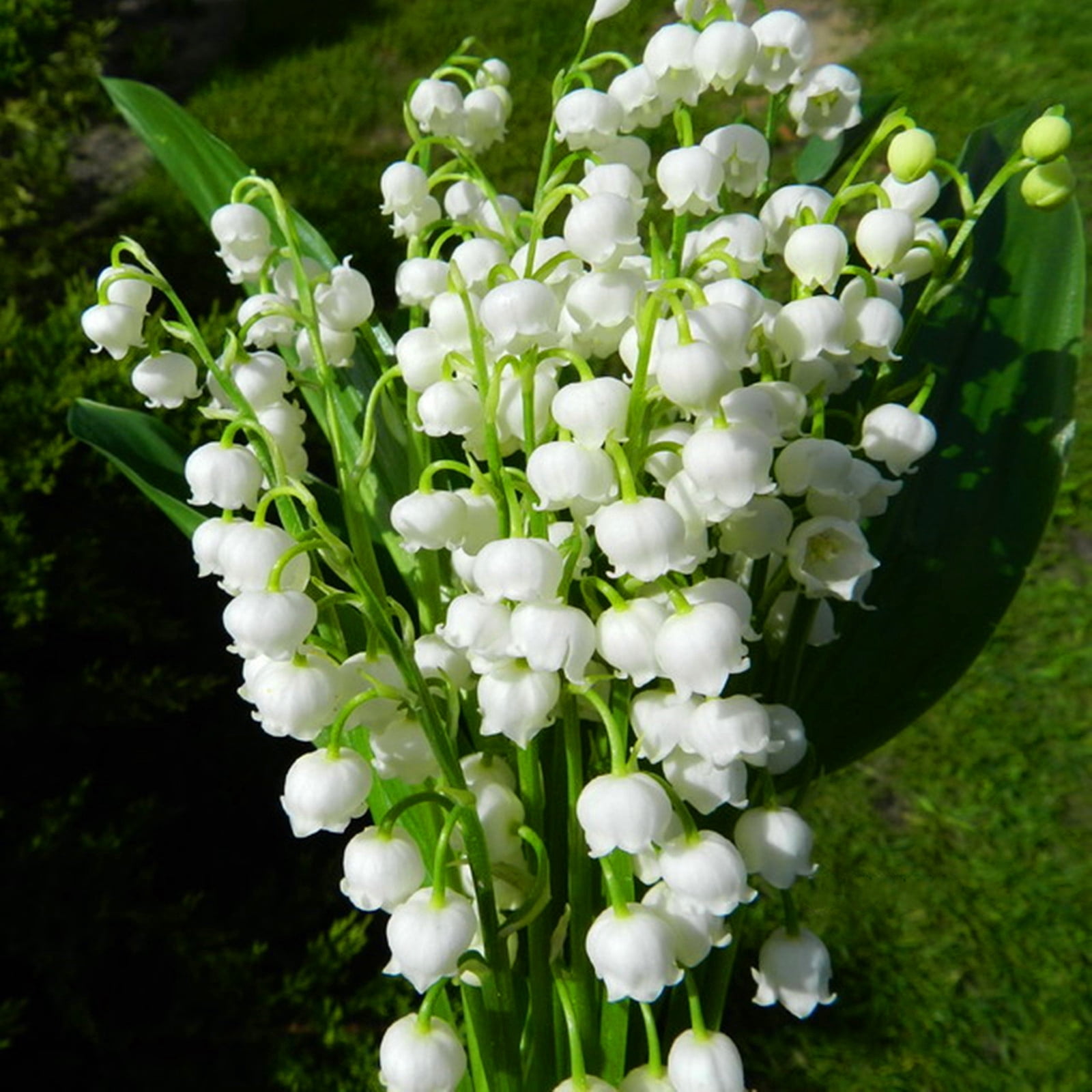 Amazing decoration----Lily of the valley rhizome----garden ...