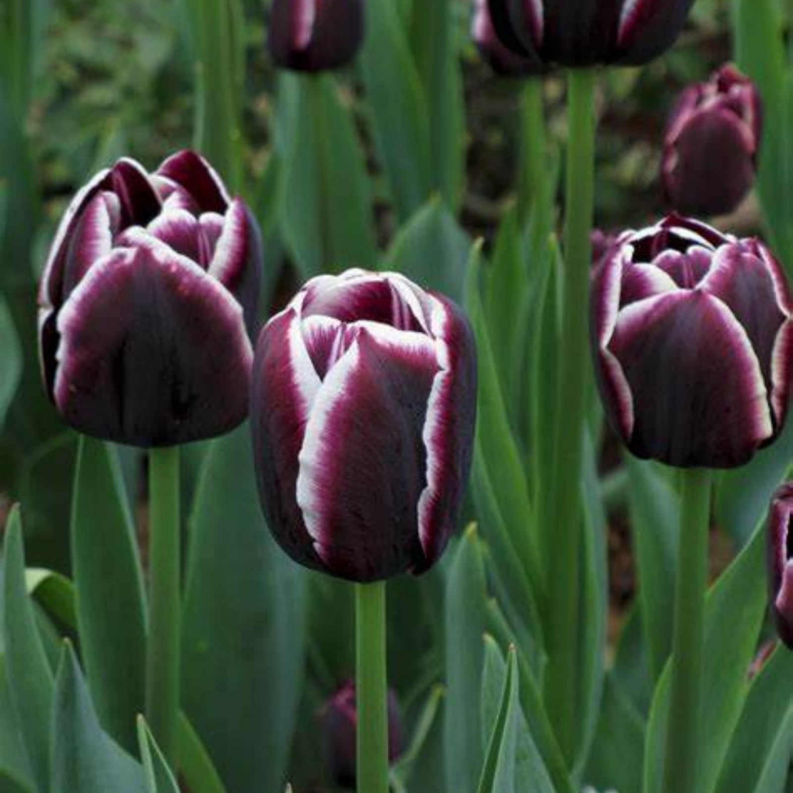 Amazing decoration-/--Tulip bulbs-/--garden beautification-fast growing ...