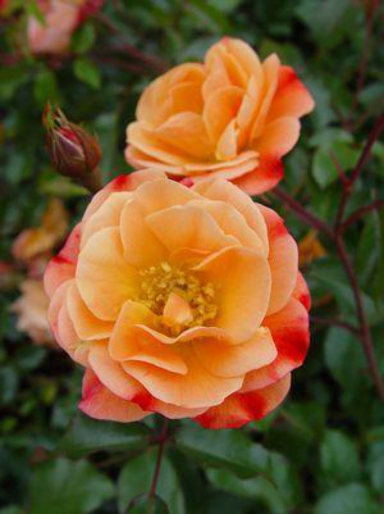 Amber Flower Carpet Rose - Walmart.com