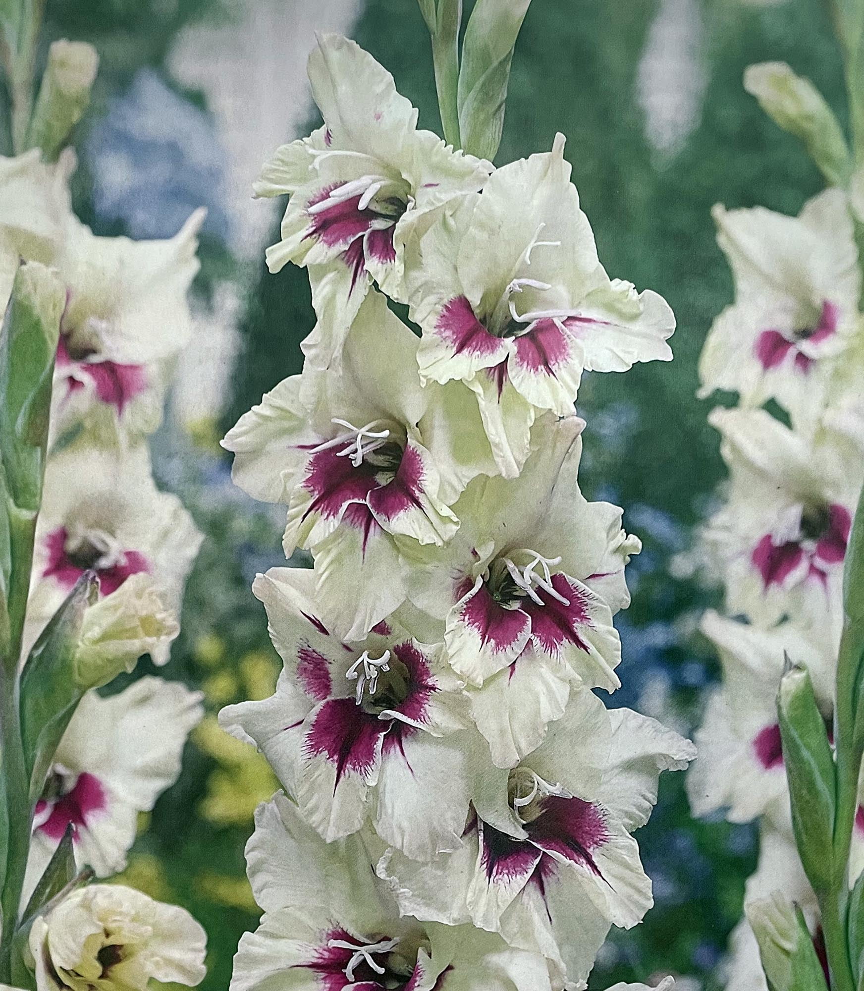 Amber Mystique Gladiolus 10 Bulbs - 12/14 cm - Creamy White/Fuchsia ...