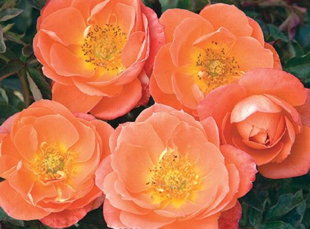 Amber Sunblaze® Miniature Rose Bush - Fragrant/Hardy - 2.5" Pot ...