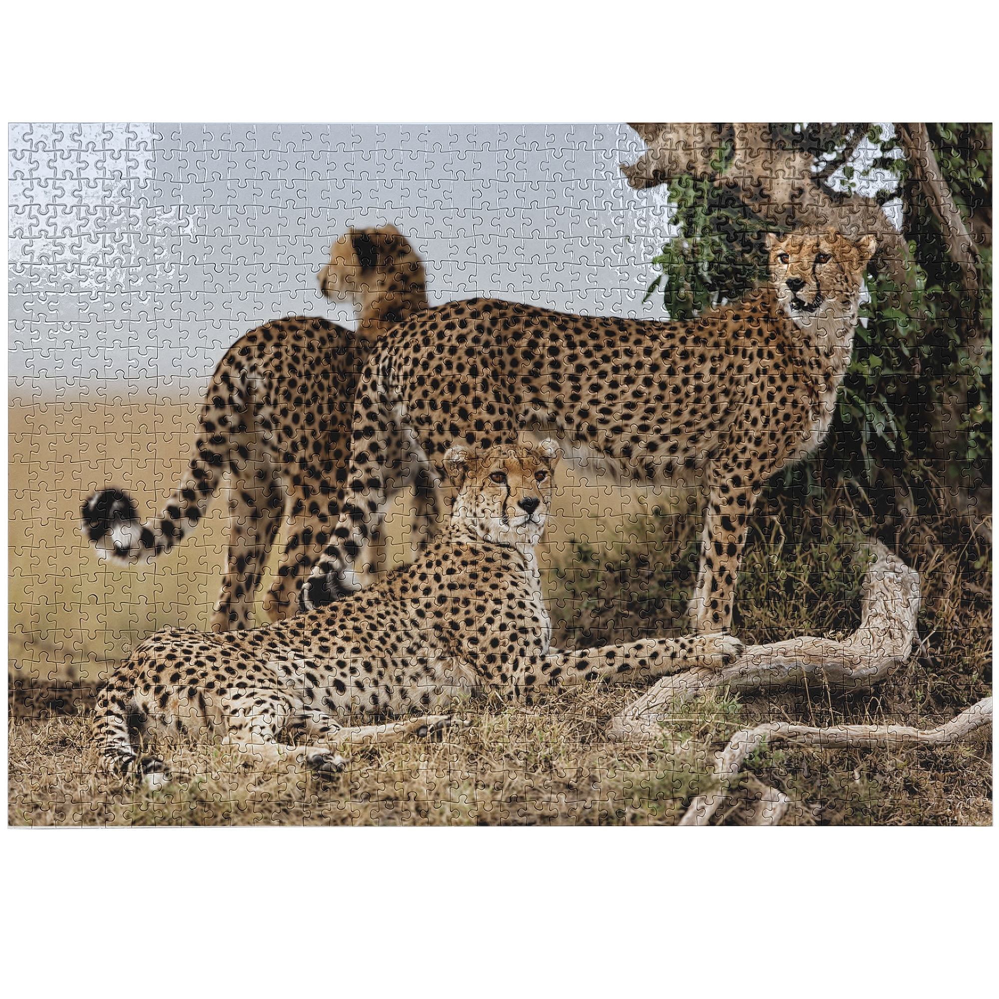 Ambesonne Africa Jigsaw Puzzle, Savannah Animal Cheetahs, Heirloom ...