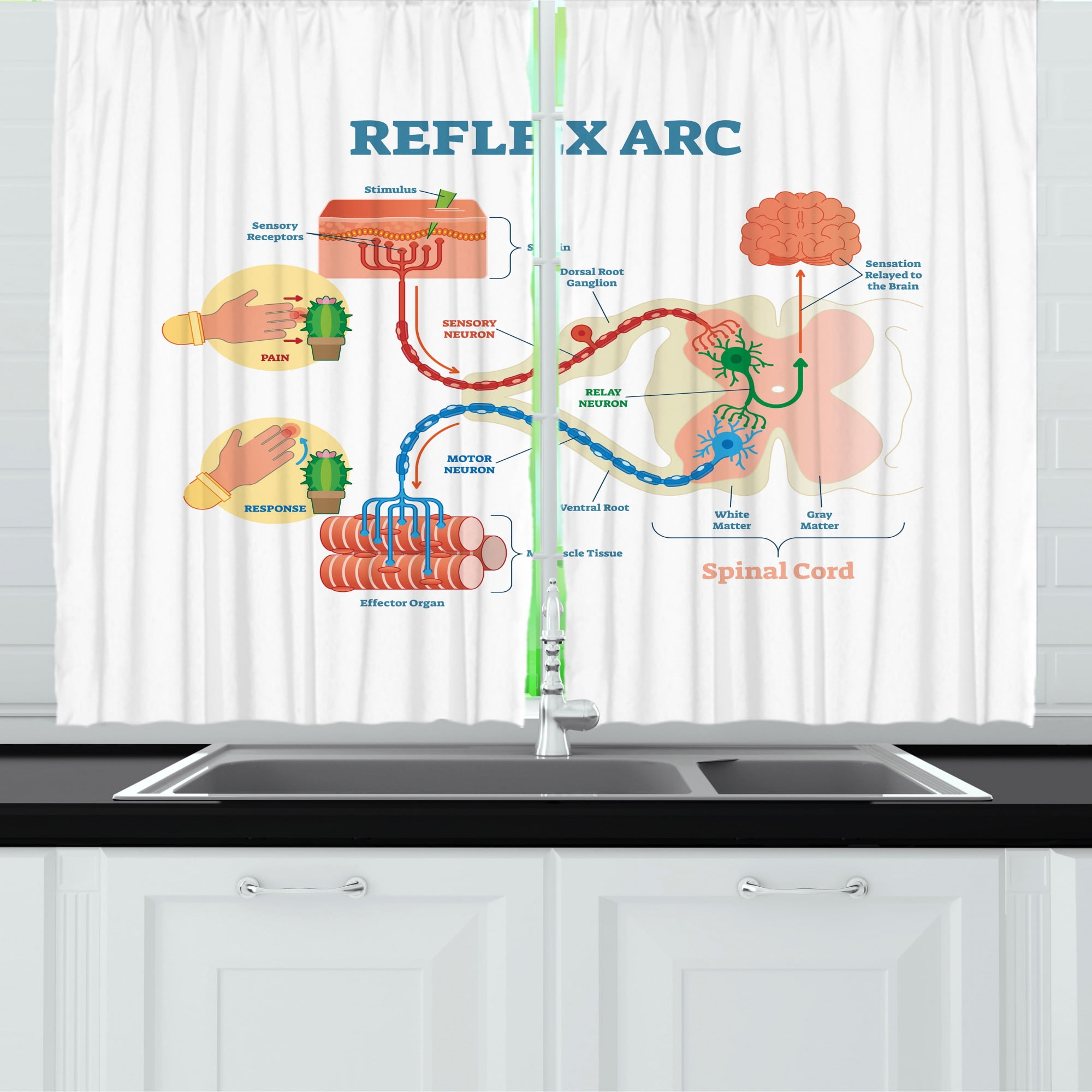 Ambesonne Anatomy Kitchen Curtains, Biology Science Reflex Arc, 55"x45 ...