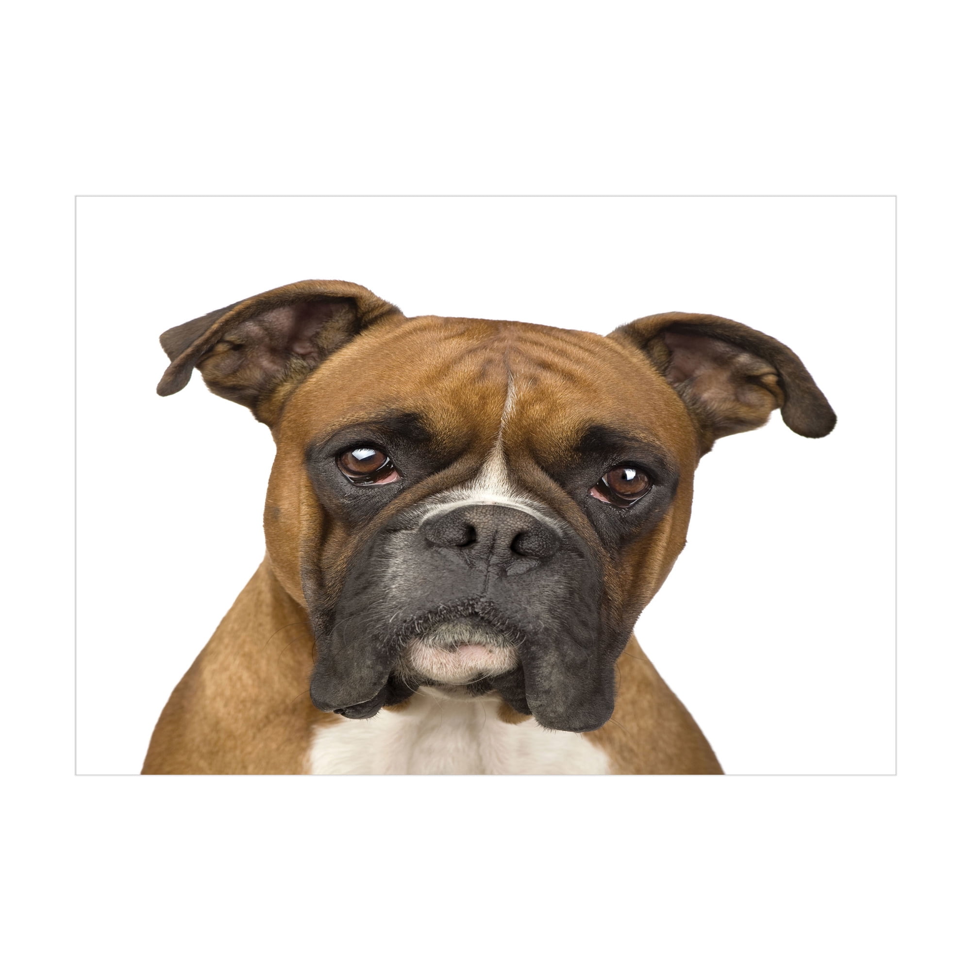 Ambesonne Boxer Dog Jigsaw Puzzle, Purebred Dog Front View, Heirloom ...
