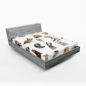 Cat Sheets