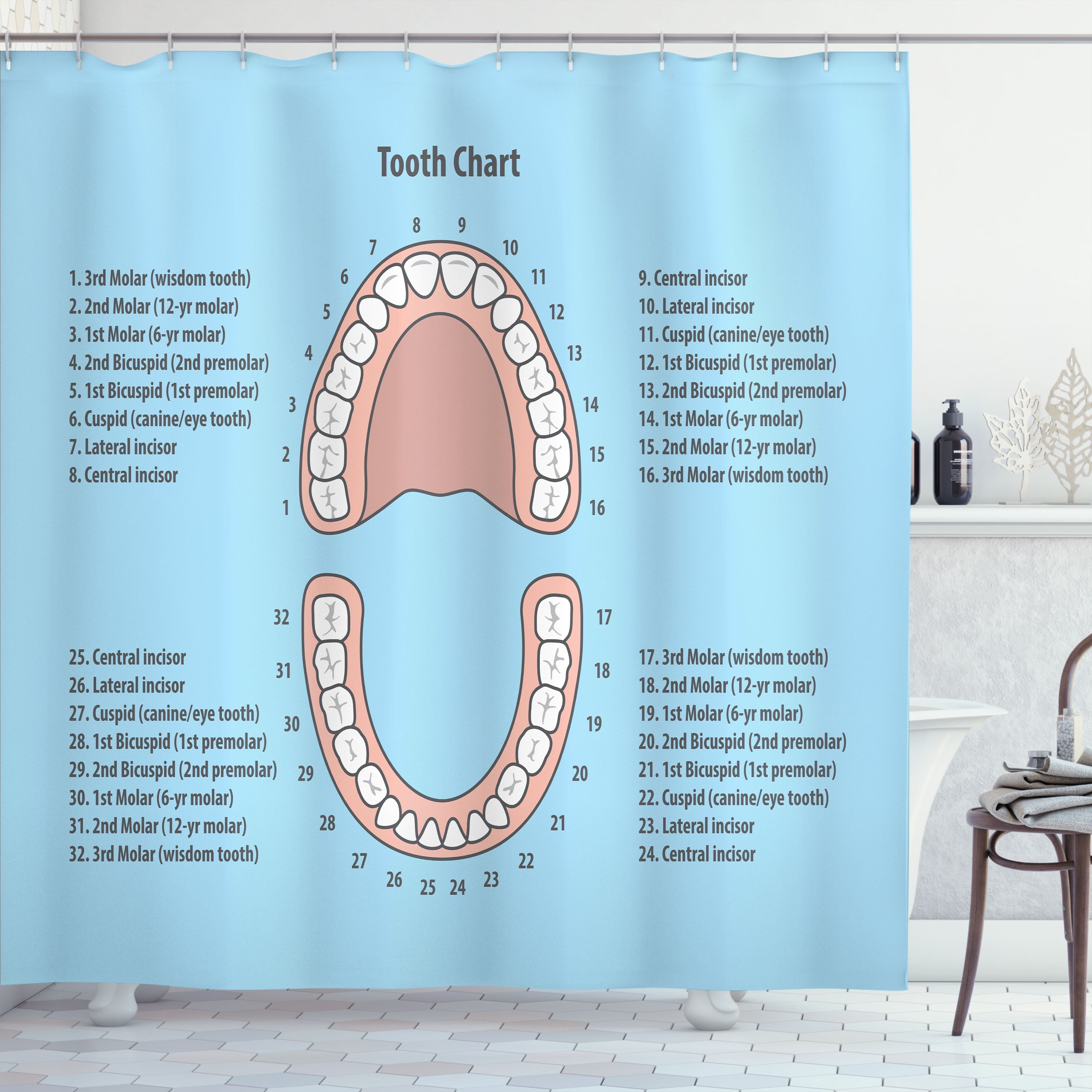 Ambesonne Dental Shower Curtain, Tooth Chart with Numbers, 69"Wx70"L ...