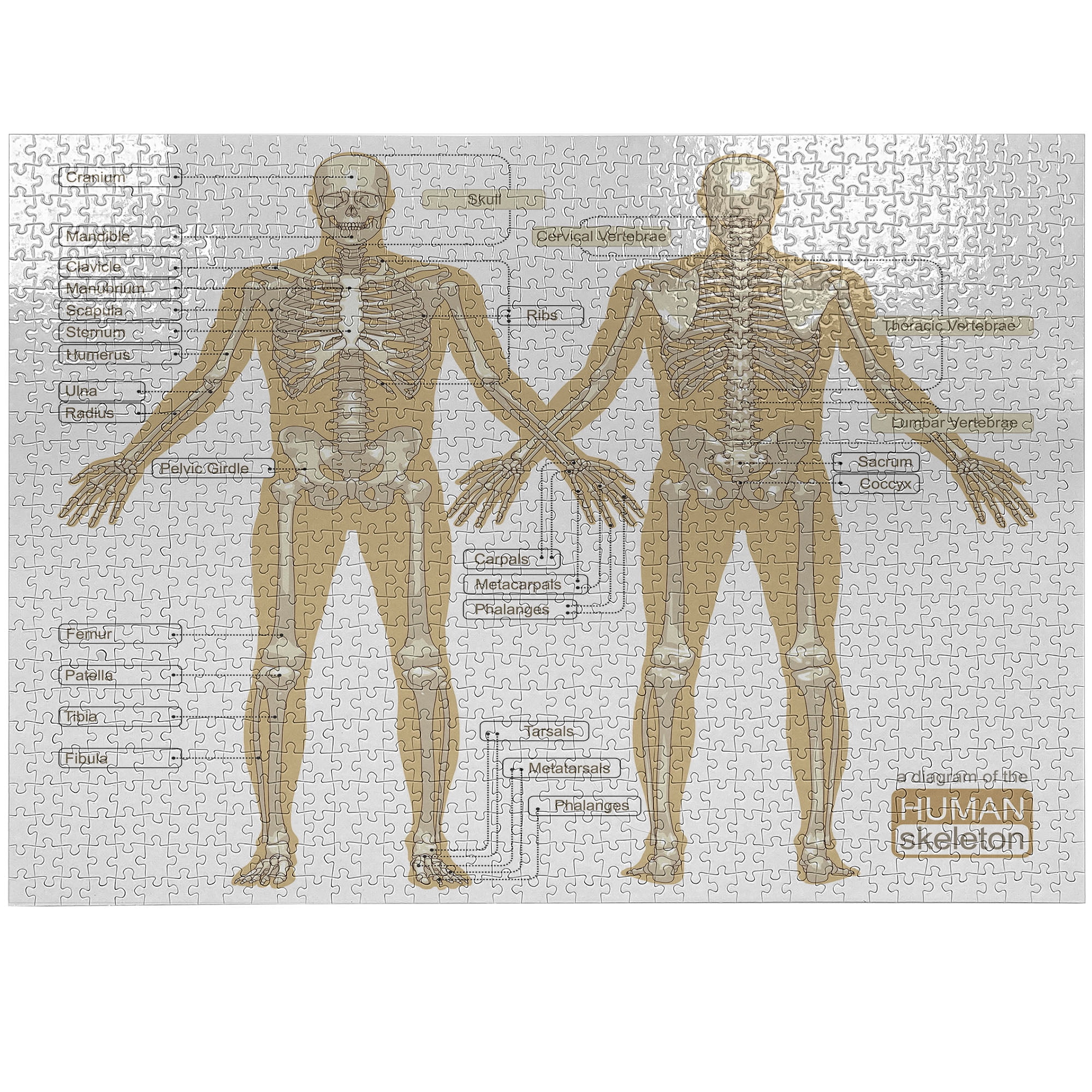 Ambesonne Human Anatomy Jigsaw Puzzle, Human Skeleton System, Heirloom ...