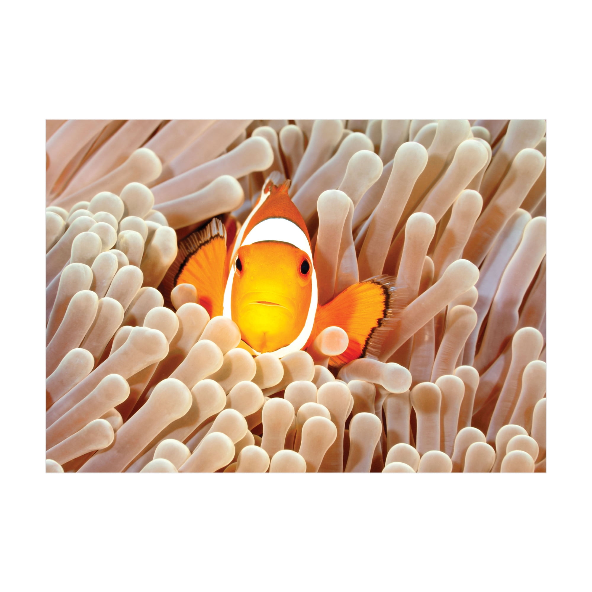 Ambesonne Ocean Jigsaw Puzzle, Bali Indonesia Fishes, Heirloom-Quality ...