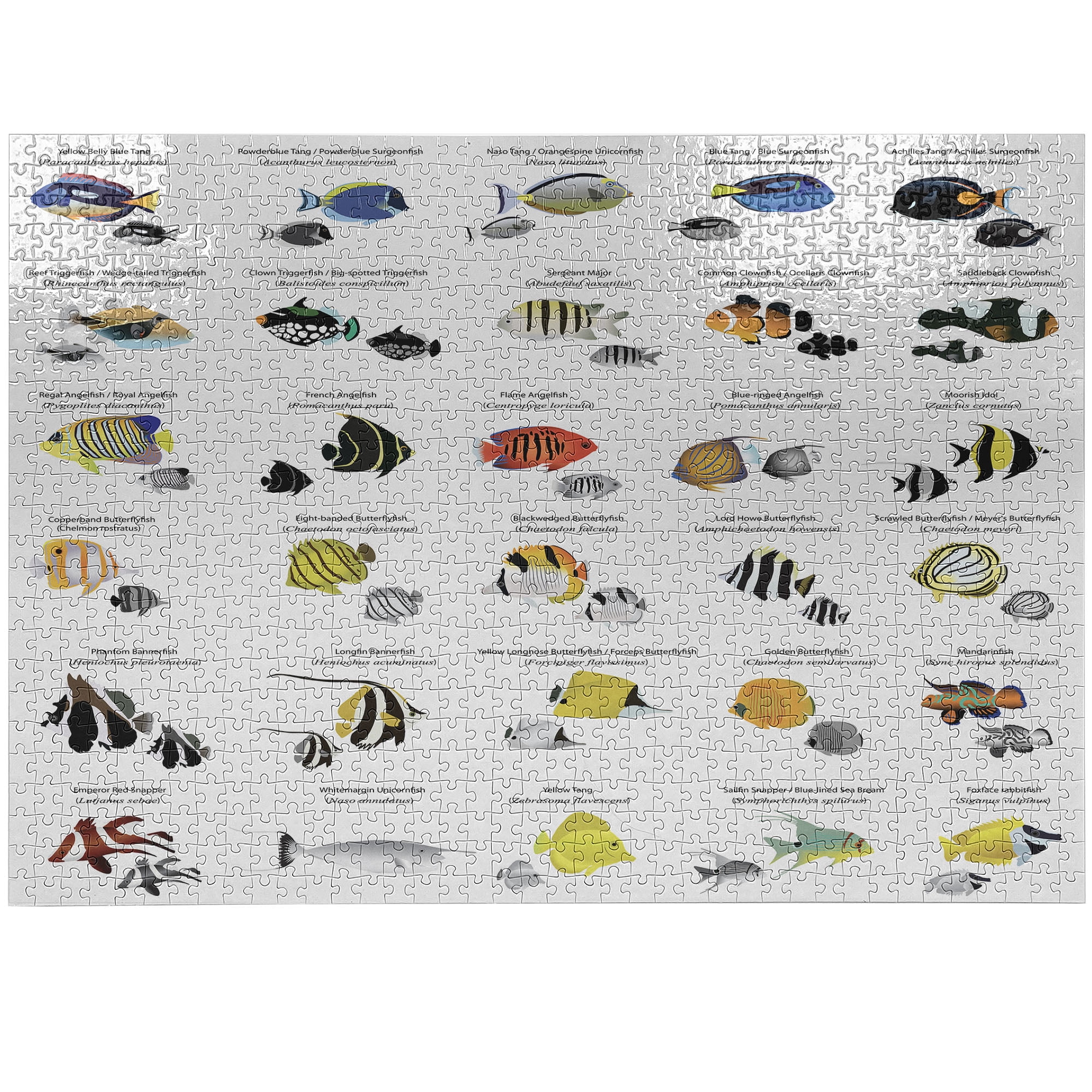 Ambesonne Ocean Jigsaw Puzzle, Underwater Aquatic Species, Heirloom ...