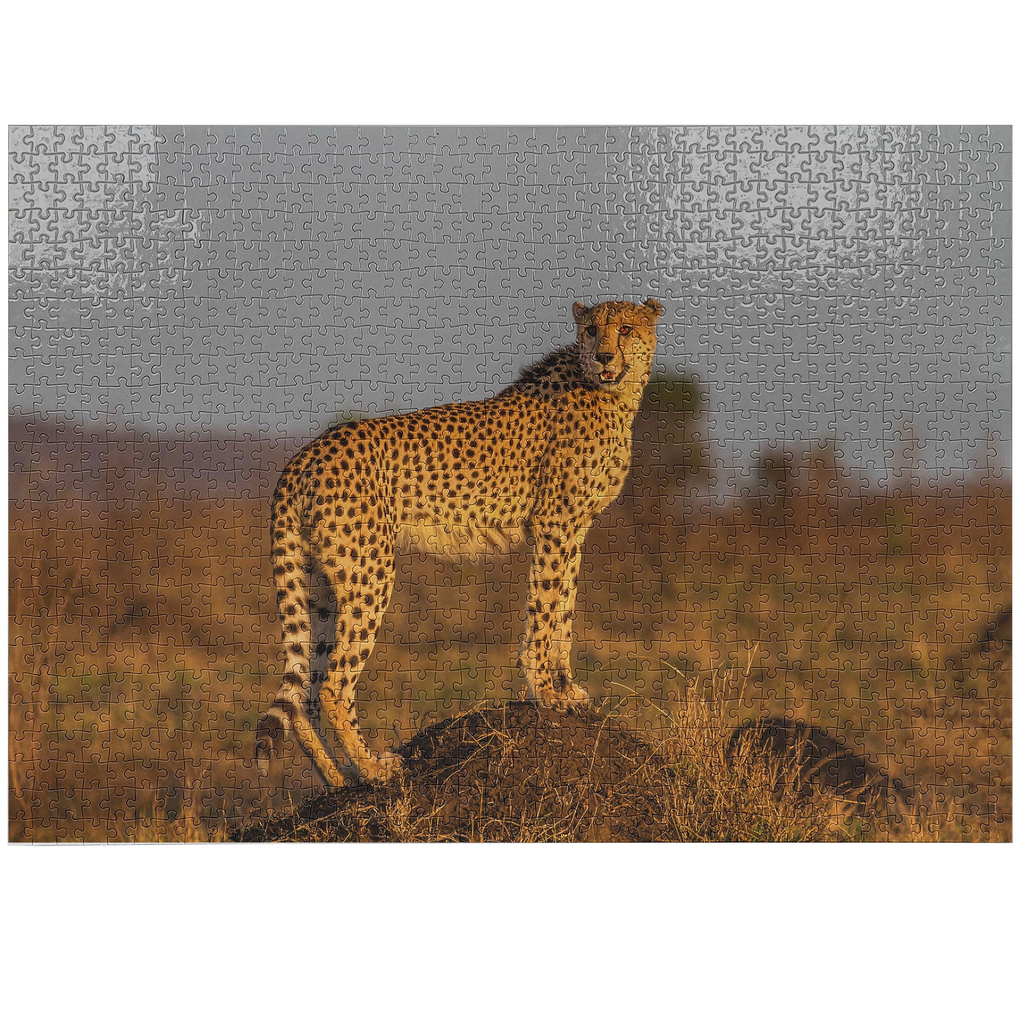 Ambesonne Savannah Jigsaw Puzzle Durable Cardboard, Wild Cheetah Blurry ...