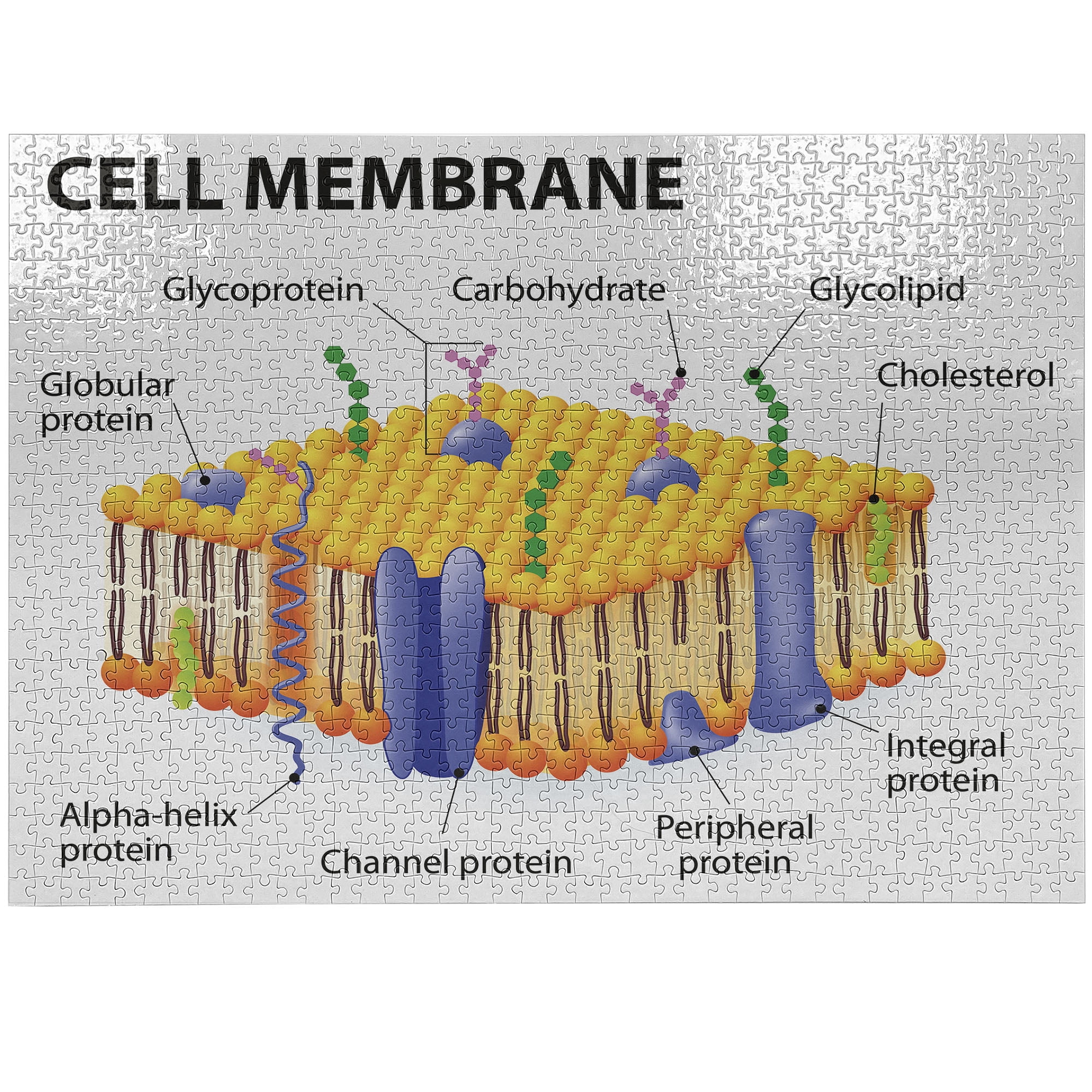 Ambesonne Science Jigsaw Puzzle Durable Cardboard, Membrane Cell Types ...