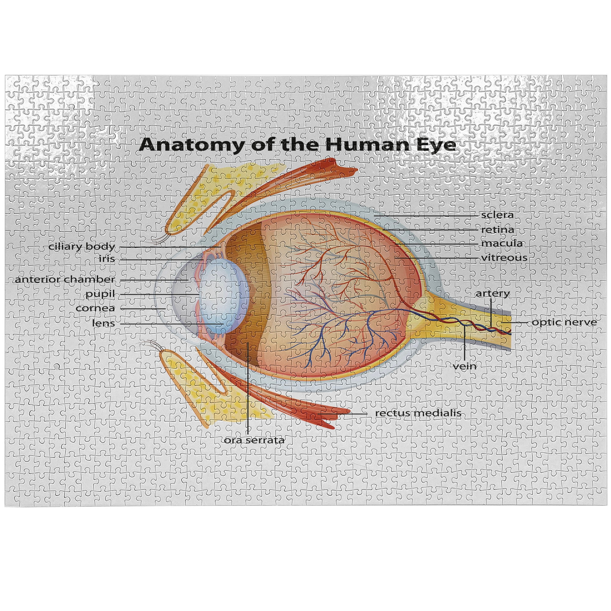Ambesonne Science Jigsaw Puzzle, Eye Cornea Pupils, Heirloom-Quality ...