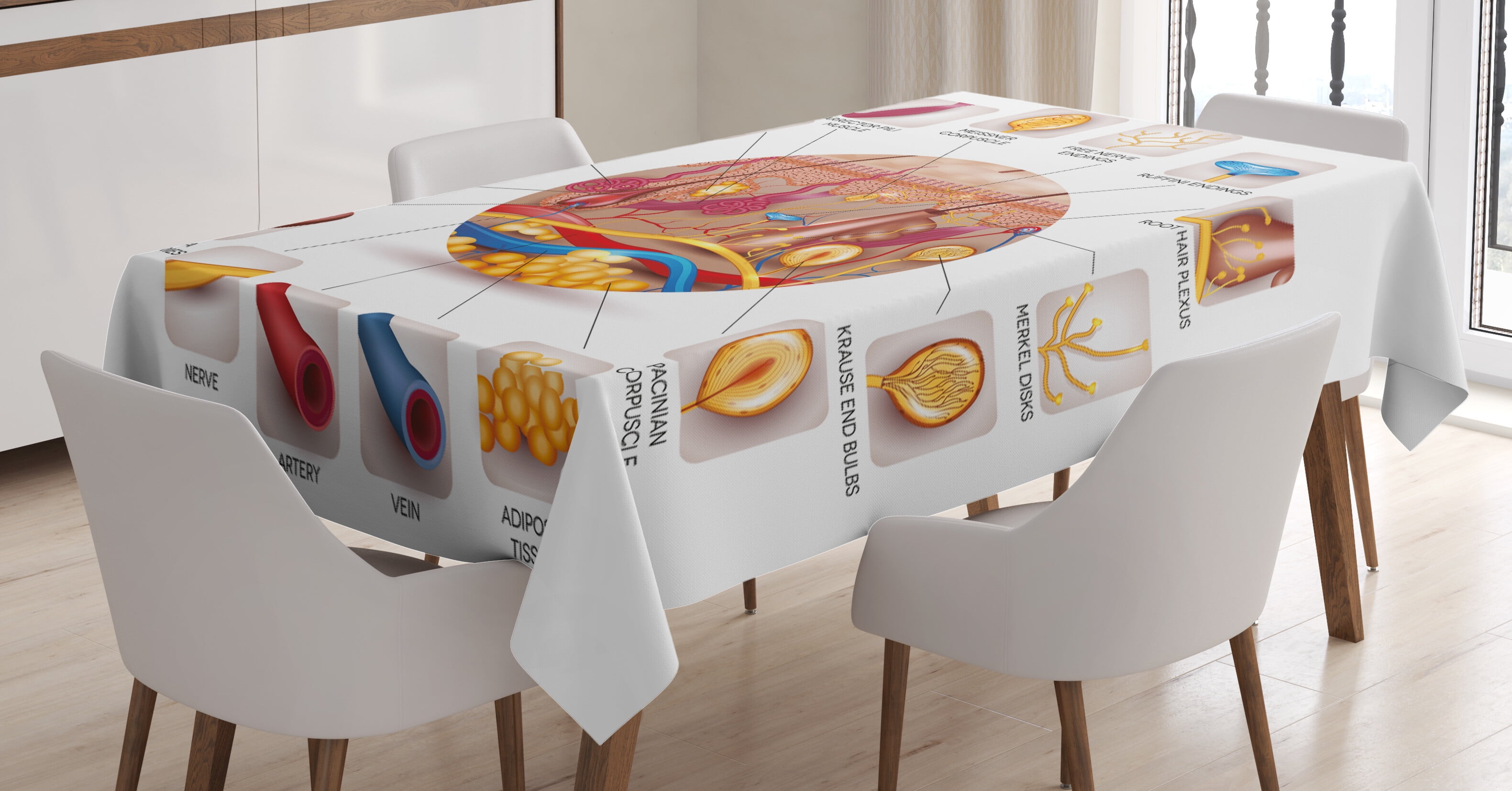 Ambesonne Science Tablecloth Rectangular Table Cover, Skin Anatomy ...