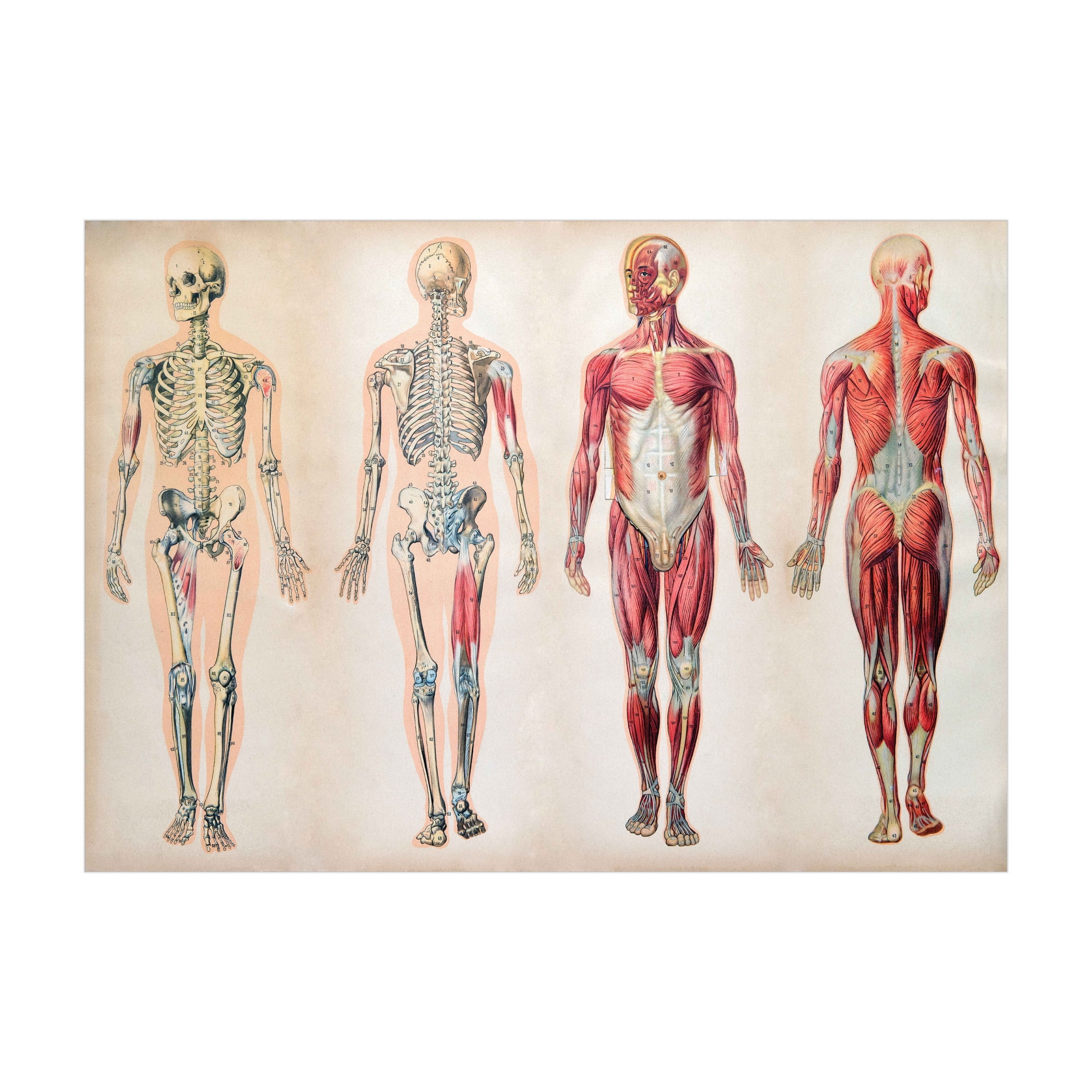 Ambesonne Vintage Jigsaw Puzzle Durable Cardboard, Anatomy Human Body ...