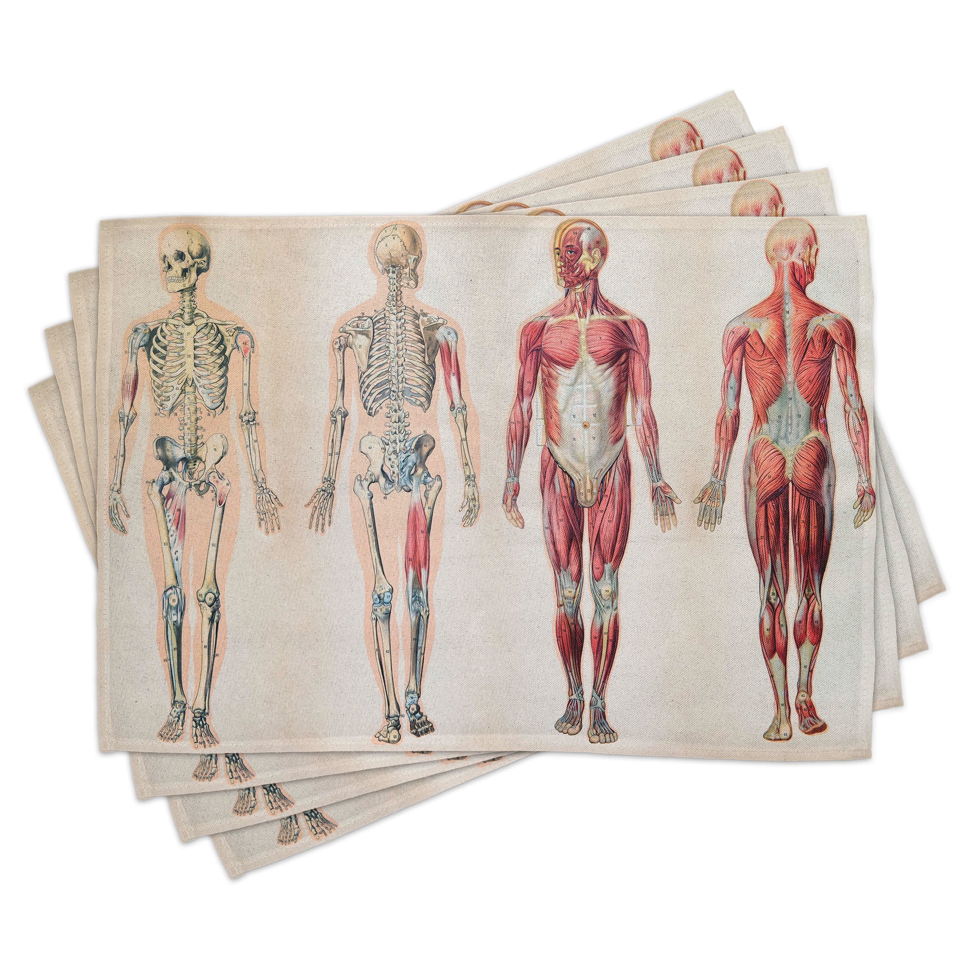 Ambesonne Vintage Place Mats Set of 4, Anatomy Human Body, Standard ...