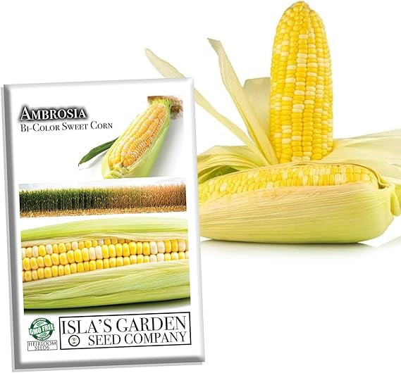 Ambrosia Hybrid Sweet Corn, 50 Seeds Per Packet, Non GMO Seeds ...