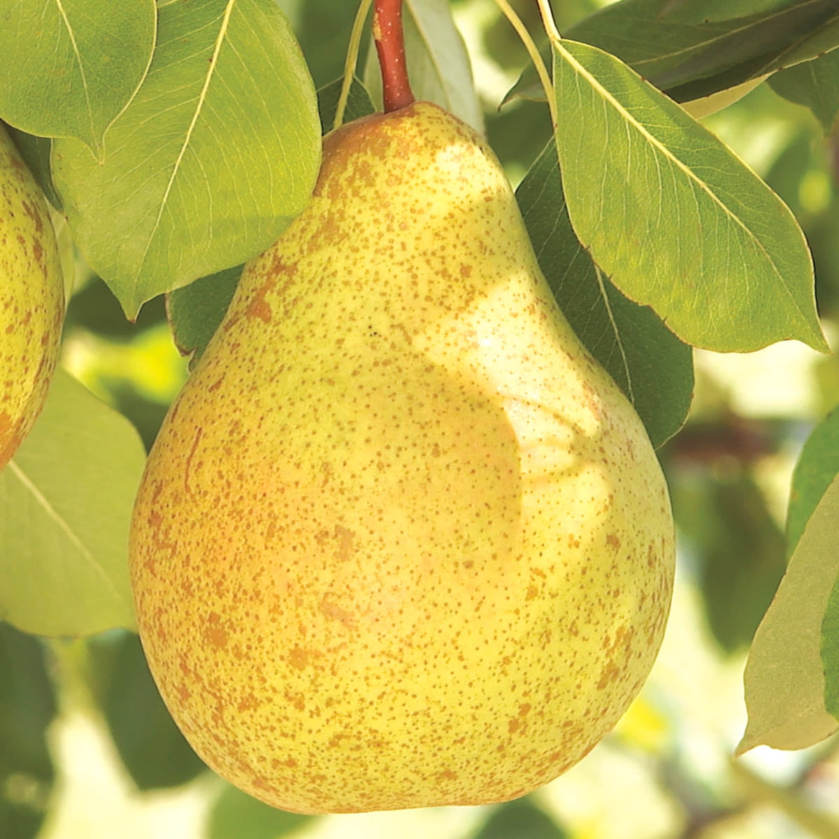 Ambrosia Pear Standard Dormant Bare Root Starter Fruit Tree (1-Pack ...