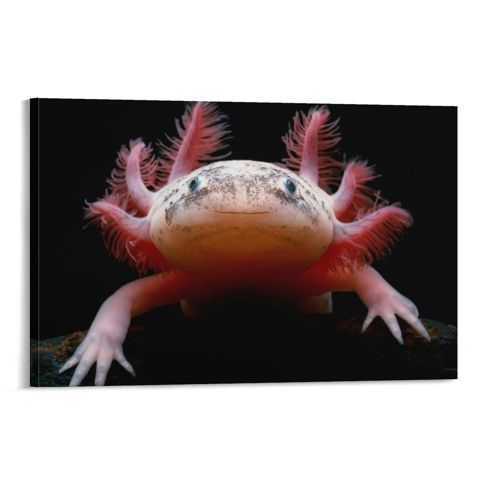 Ambystoma Mexicanum Axolotl Wallpapers Education Poster Picture Print ...