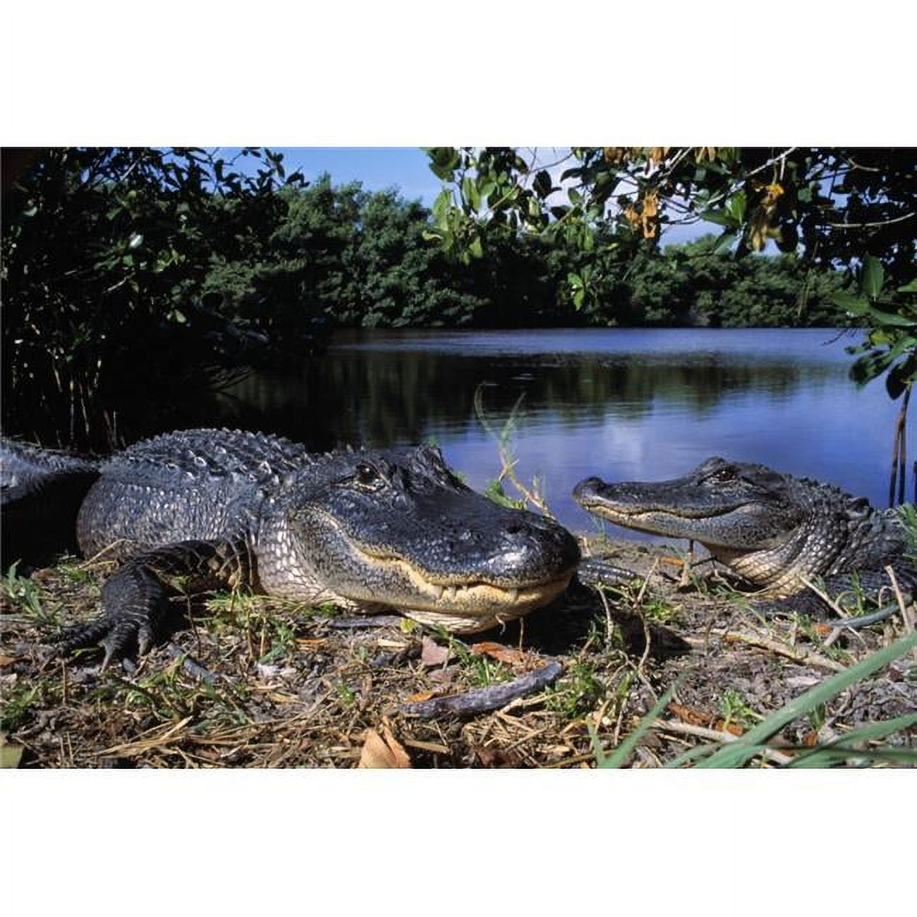 American Alligators Poster Print by Natural Selection David Ponton - 18 ...