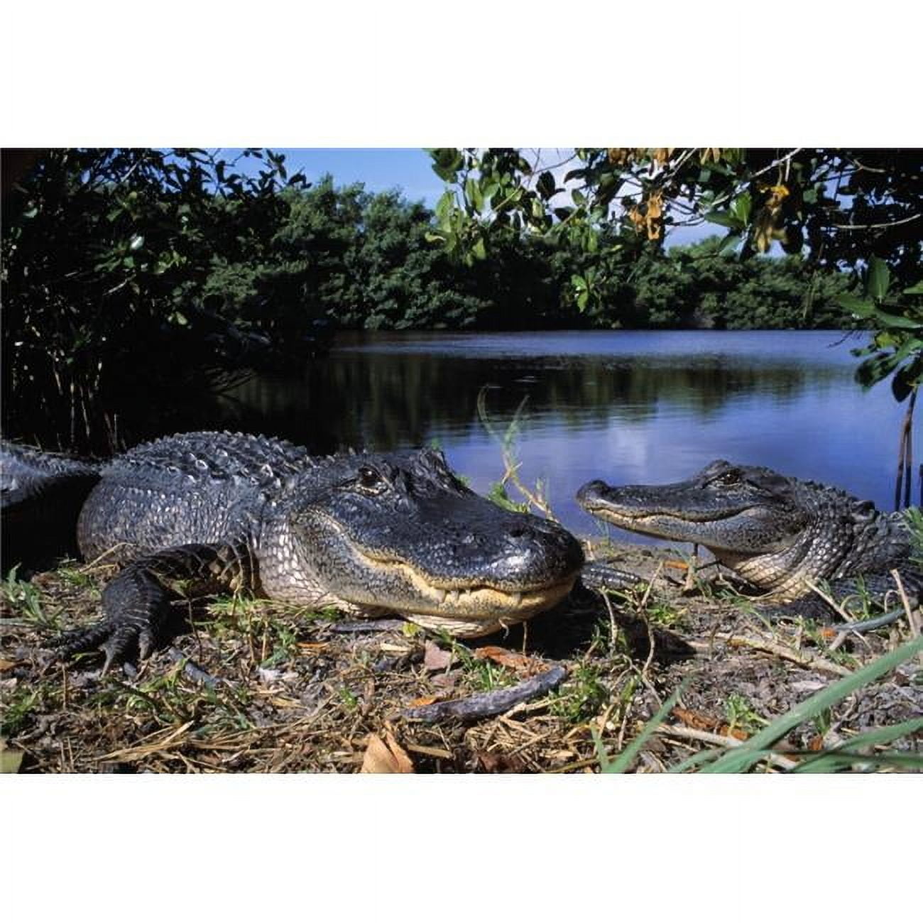 American Alligators Poster Print by Natural Selection David Ponton - 18 ...