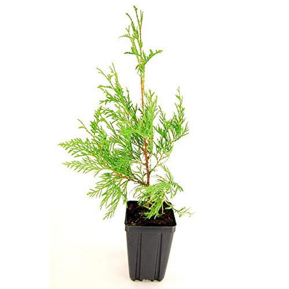 American Arborvitae 50 Seeds - Thuja Occidentalis Tree Seeds, White ...