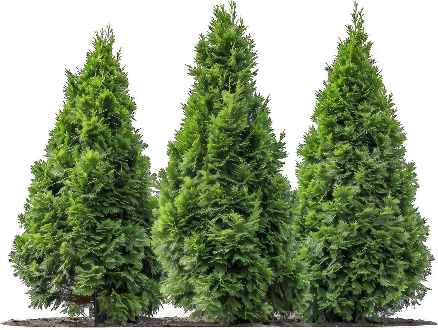 American Arborvitae Tree Seedlings - Giant Thuja Tree, Thuja ...