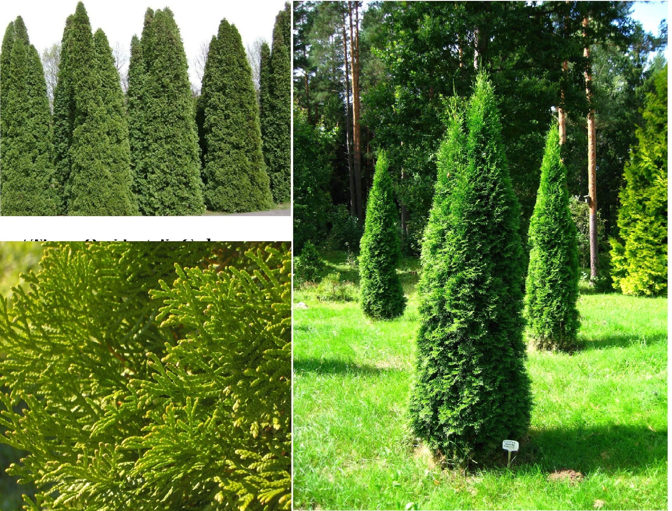 American Arborvitae, White cedar, Thuja occidentalis, Tree Seeds ...