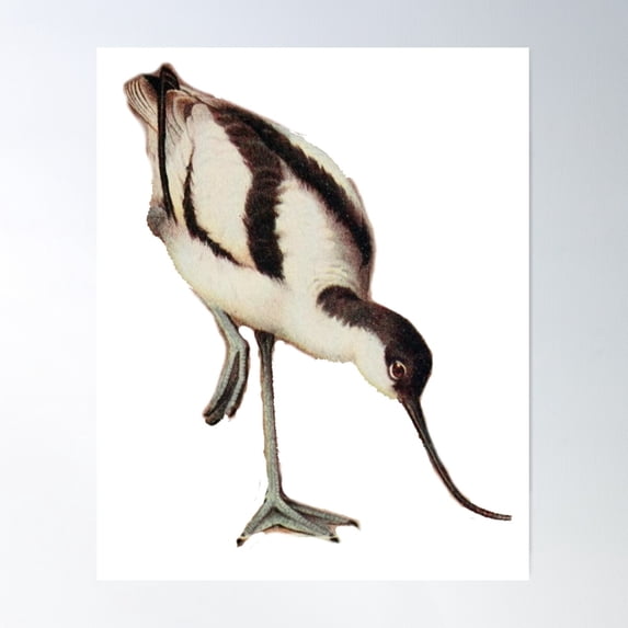 American Avocet Wading For Food Poster Wall Art, Modern Wall Decor For ...