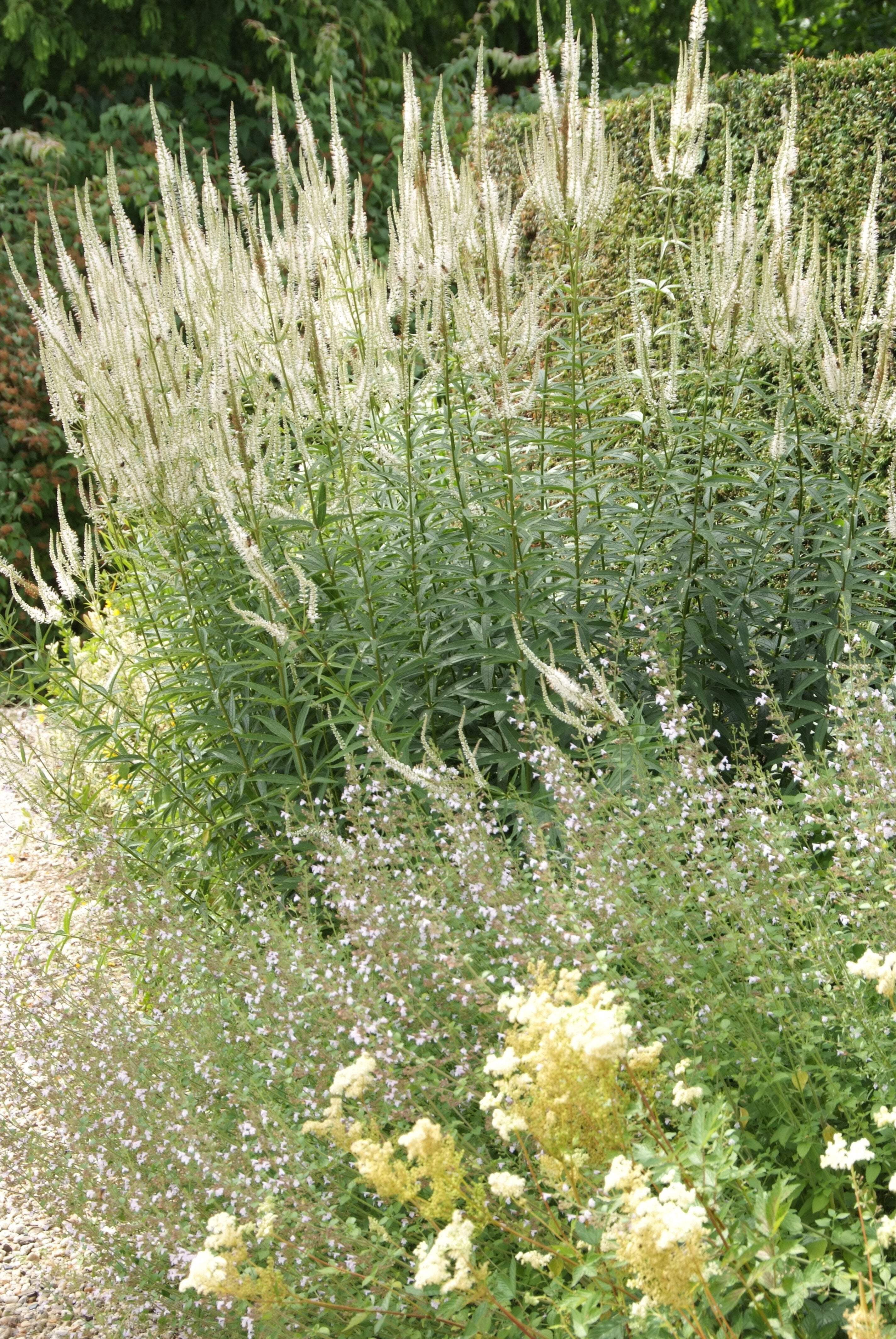 Culver's Root 'Album' - Walmart.com