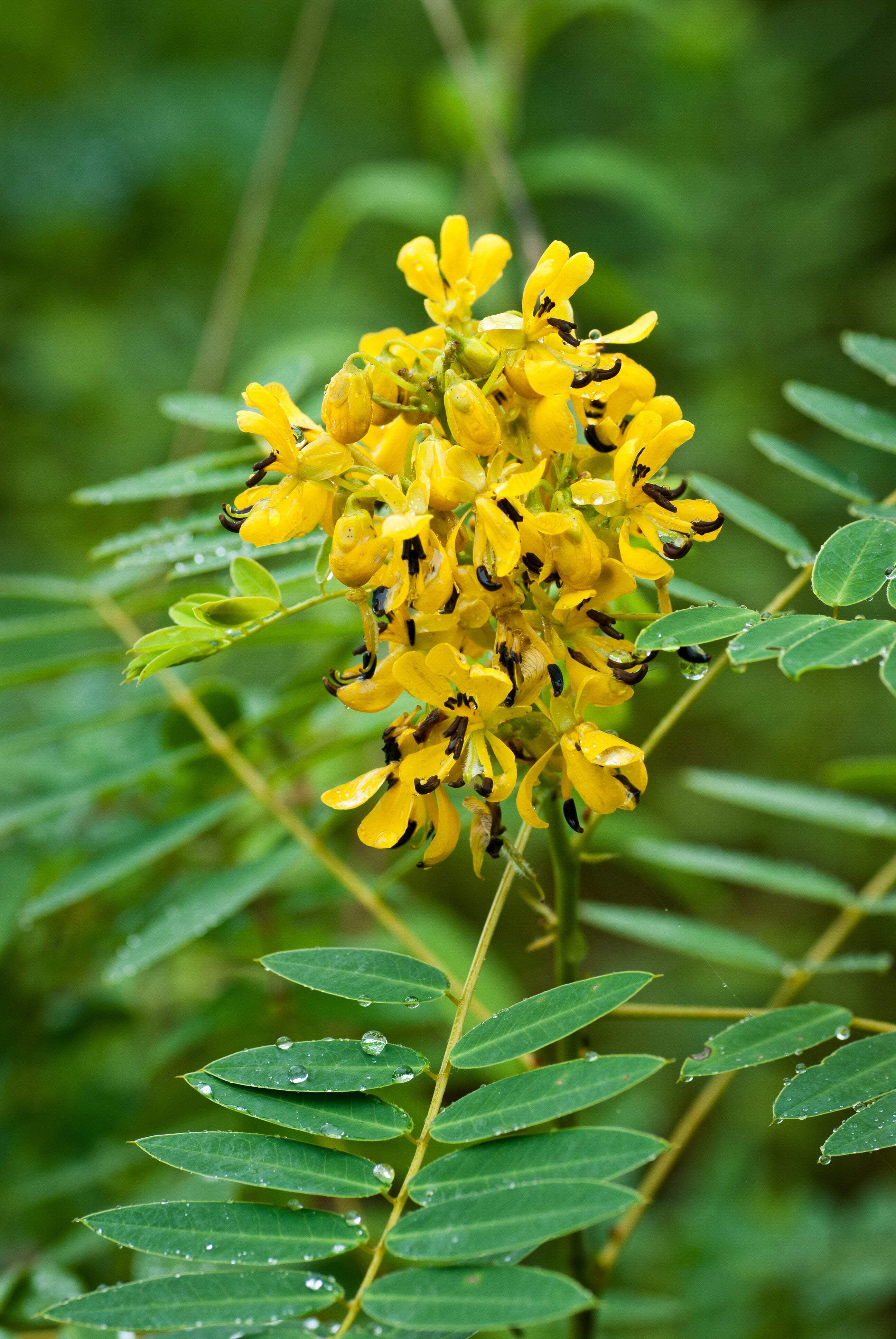 American Beauties Native Plants® Yellow Wild Senna Live Plant, Attracts ...