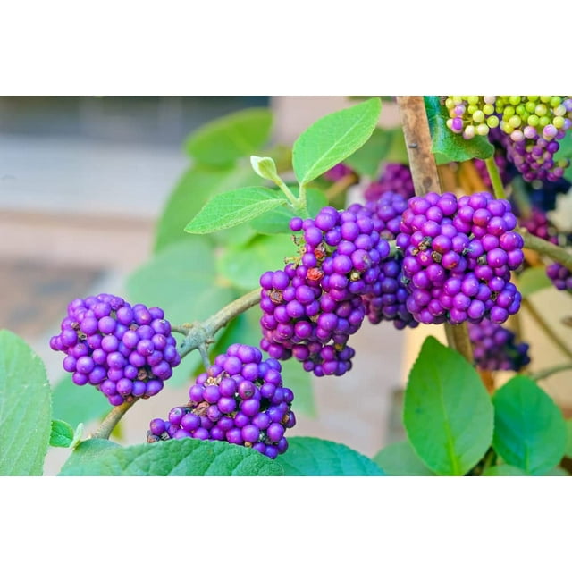 American Beauty Berry Bush Seedlings (Beautyberry) to Plant ...