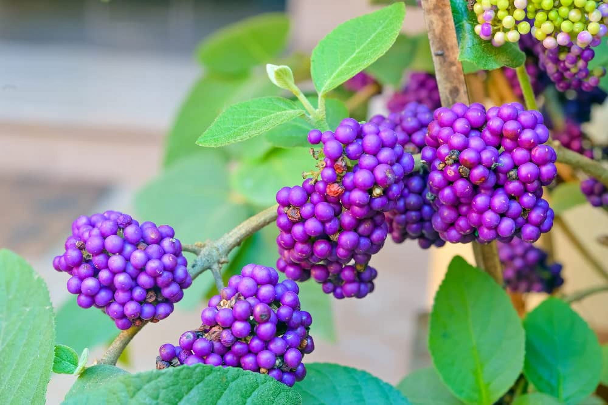 CZ Grain American Beautyberry Bush Seedlings, Callicarpa Americana ...