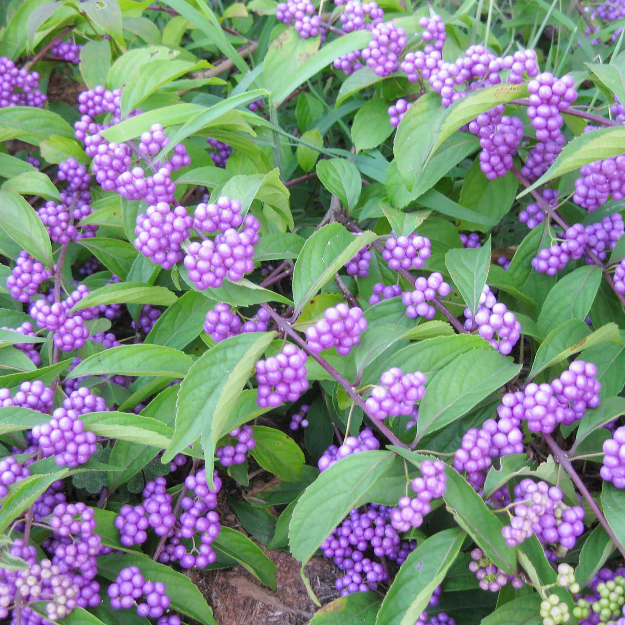 American Beautyberry Seeds FEV6 Striking and Unusual Appearance Berries ...