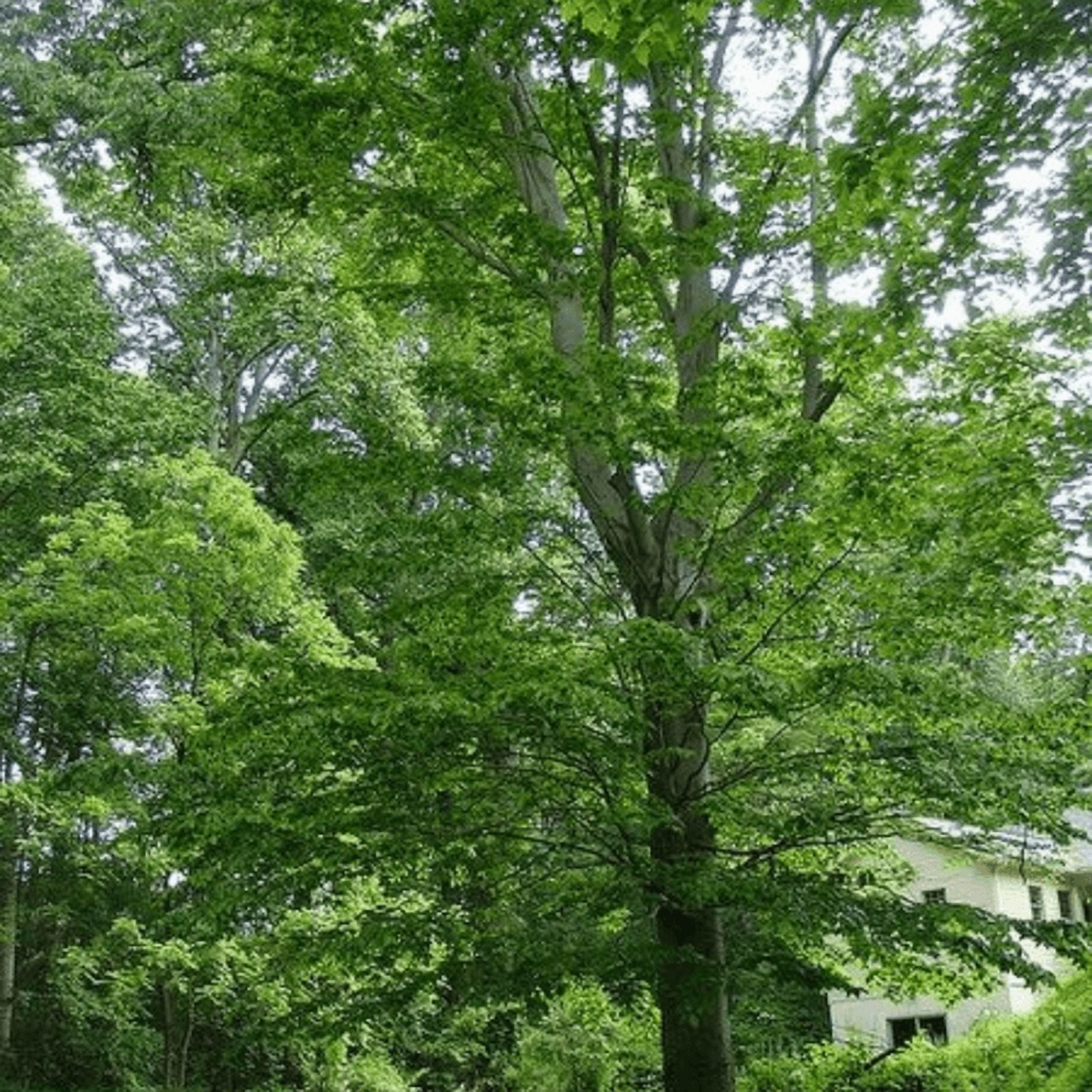 American Beech Tree, American Beech Live Plant Outdoor Landscape, 6 ...