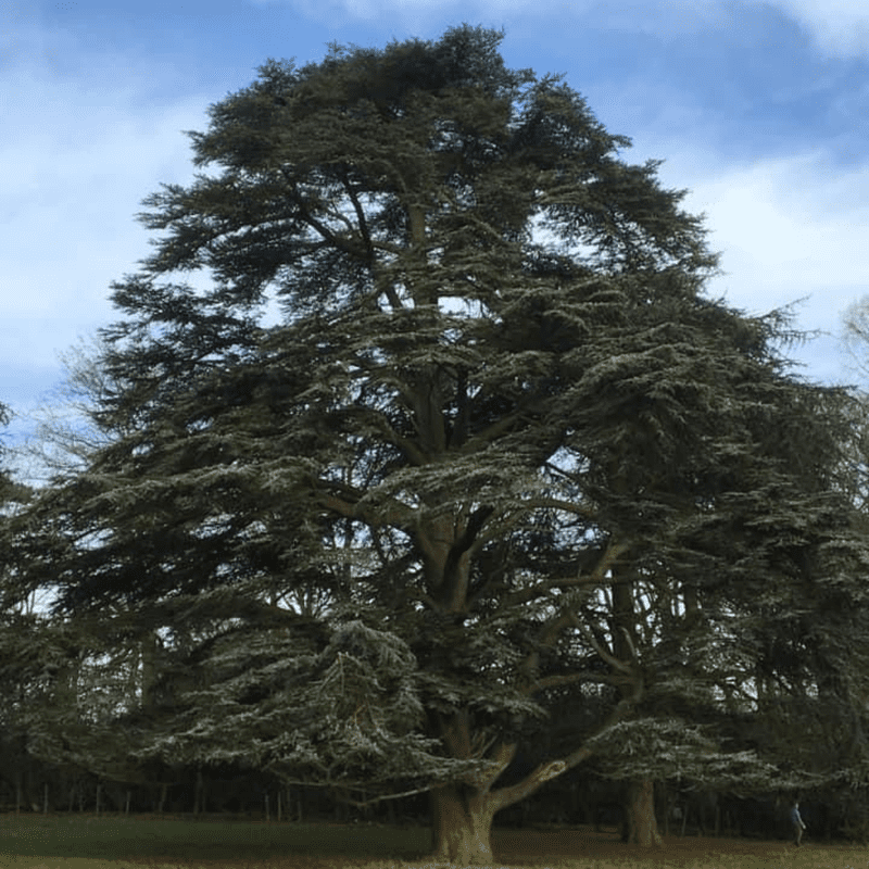 American Beech Tree Live, American Beech Live Plant Outdoor Growing, 6 ...