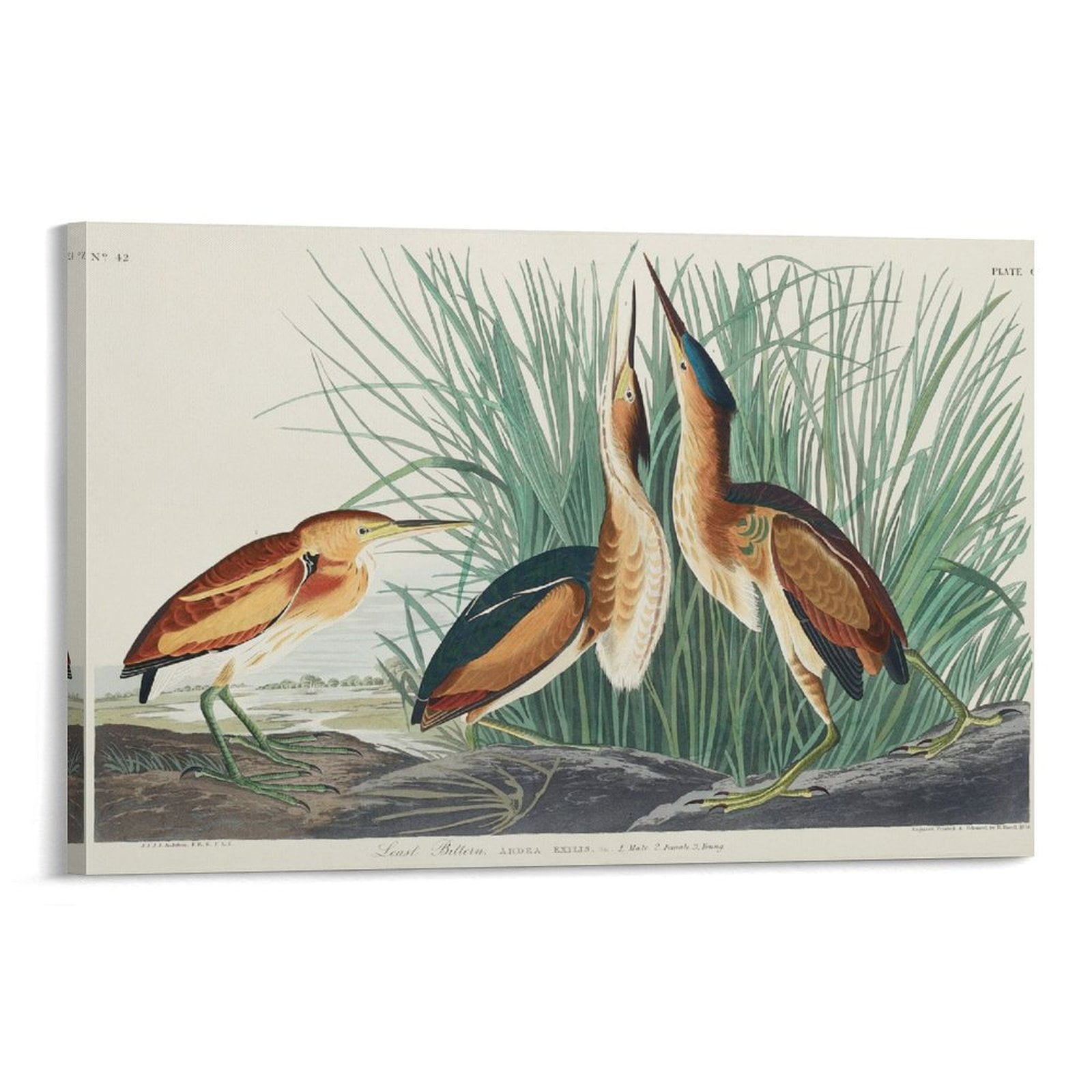 American Bird Artists John James Audubon Bittern Poster Posters Wall ...