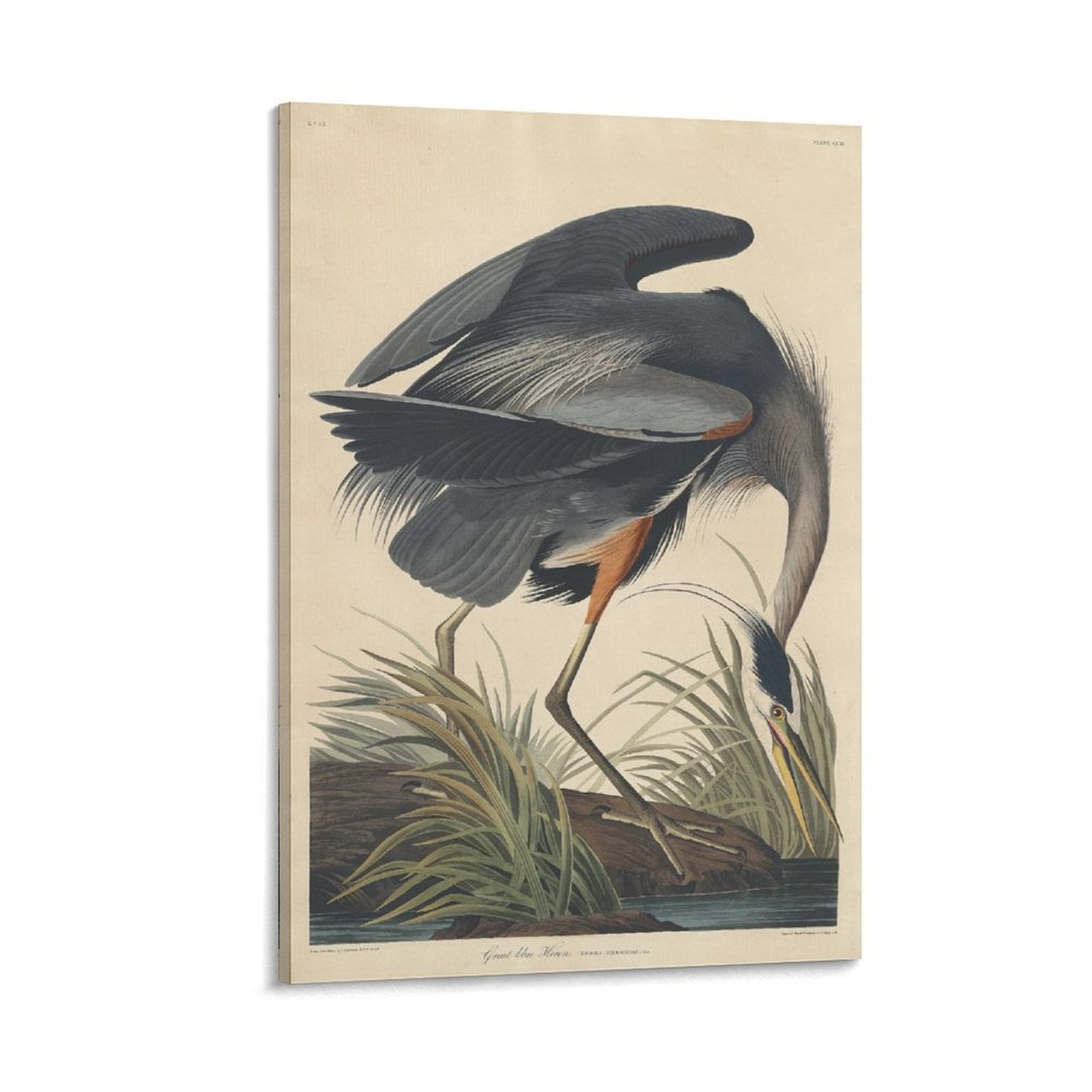 American Bird Artists John James Audubon Great Blue Heron Poster Canvas ...